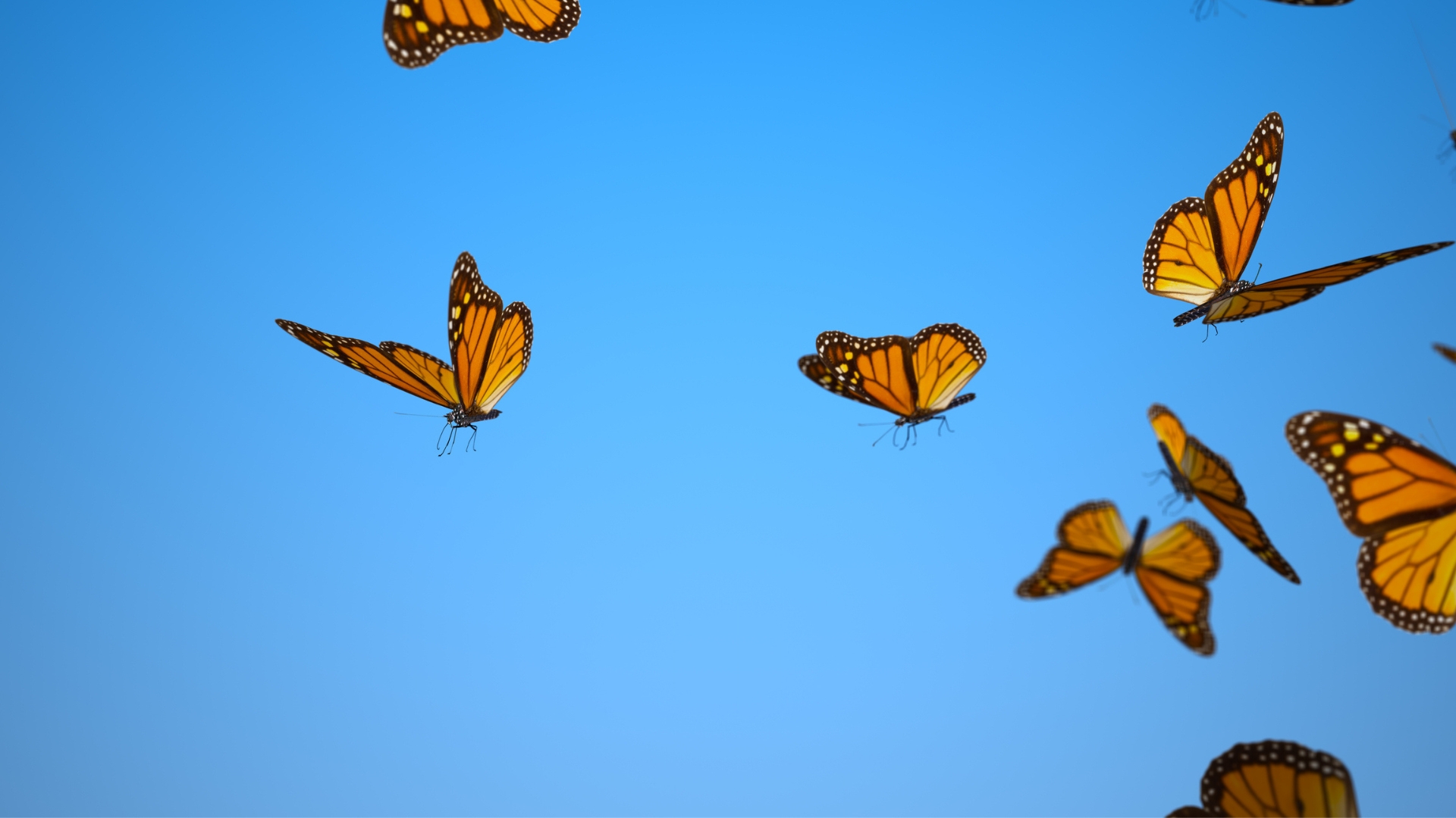 Butterflies mimic each other's flight patterns to flee predators