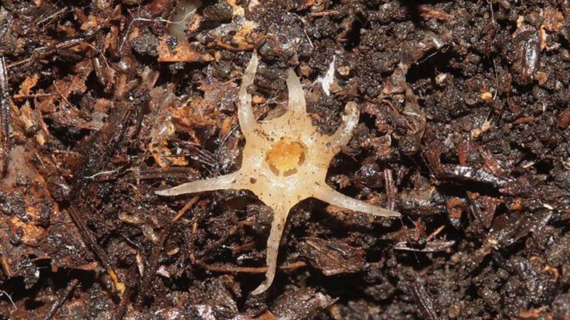 Rare finding in Japan–glass-like white plant in fairy lantern genus