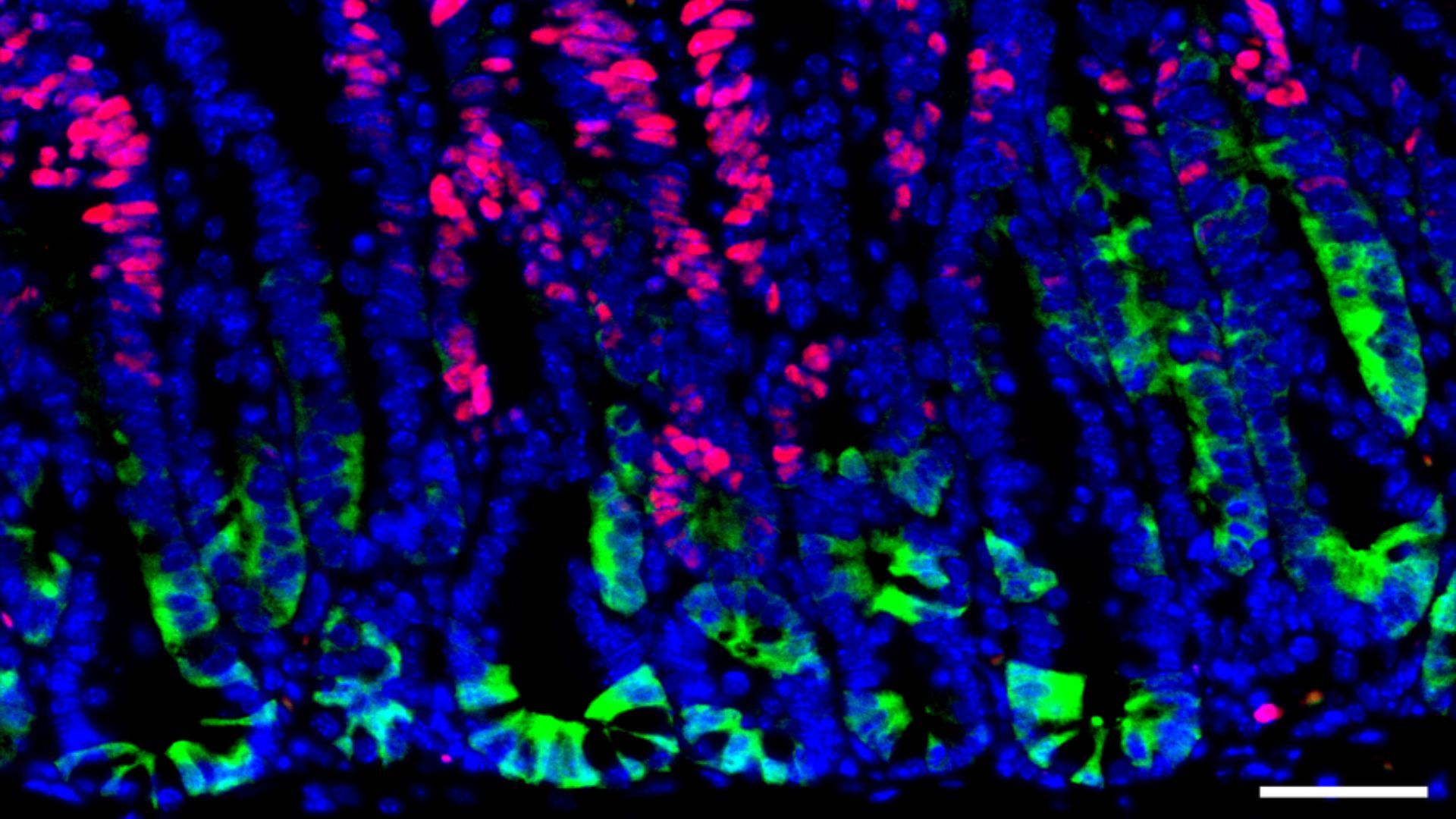 Green Fluorescent Protein Gene And Cell Technologies