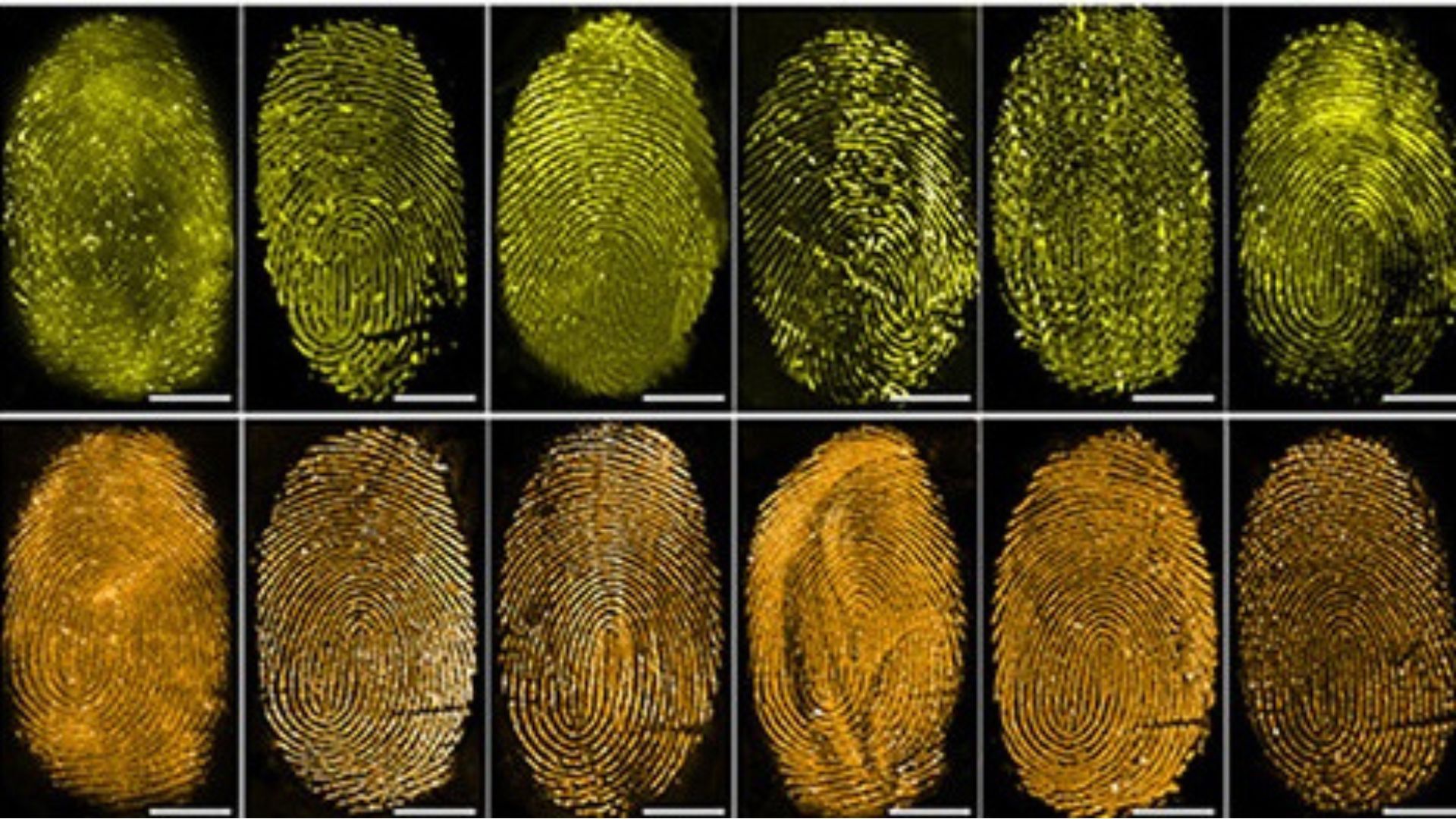 This biocompatible fluorescent spray detects fingerprints in seconds