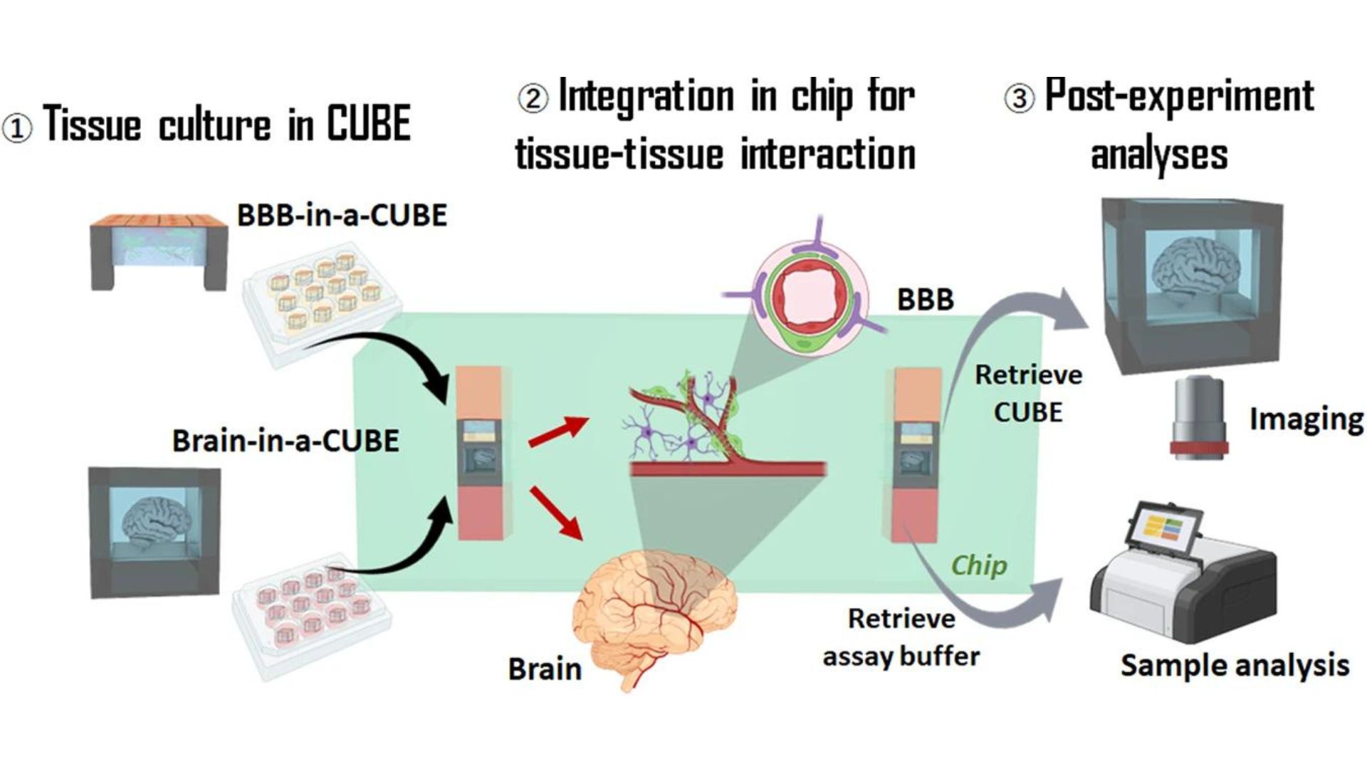 'Tissue-in-a-CUBE' system helped Japan to create a blood-brain barrier ...