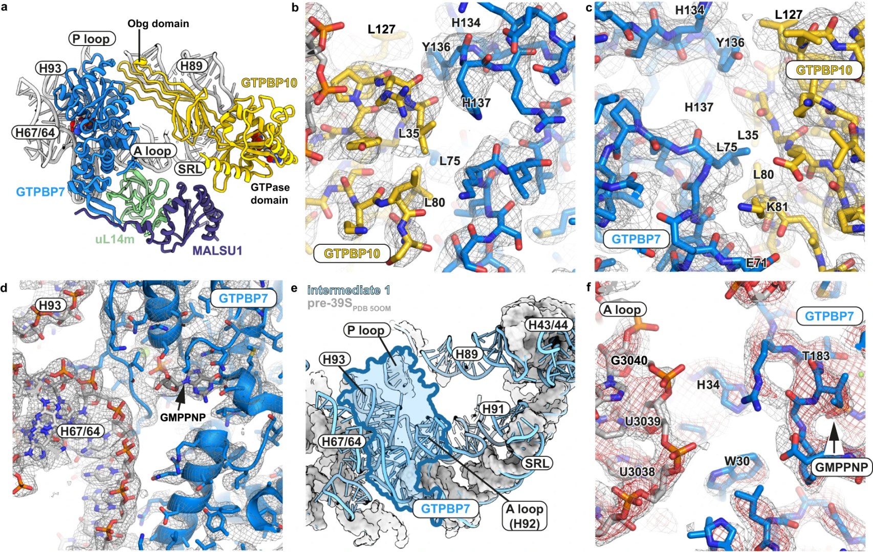 Scientists unravel the mystery of the protein factory in our cells