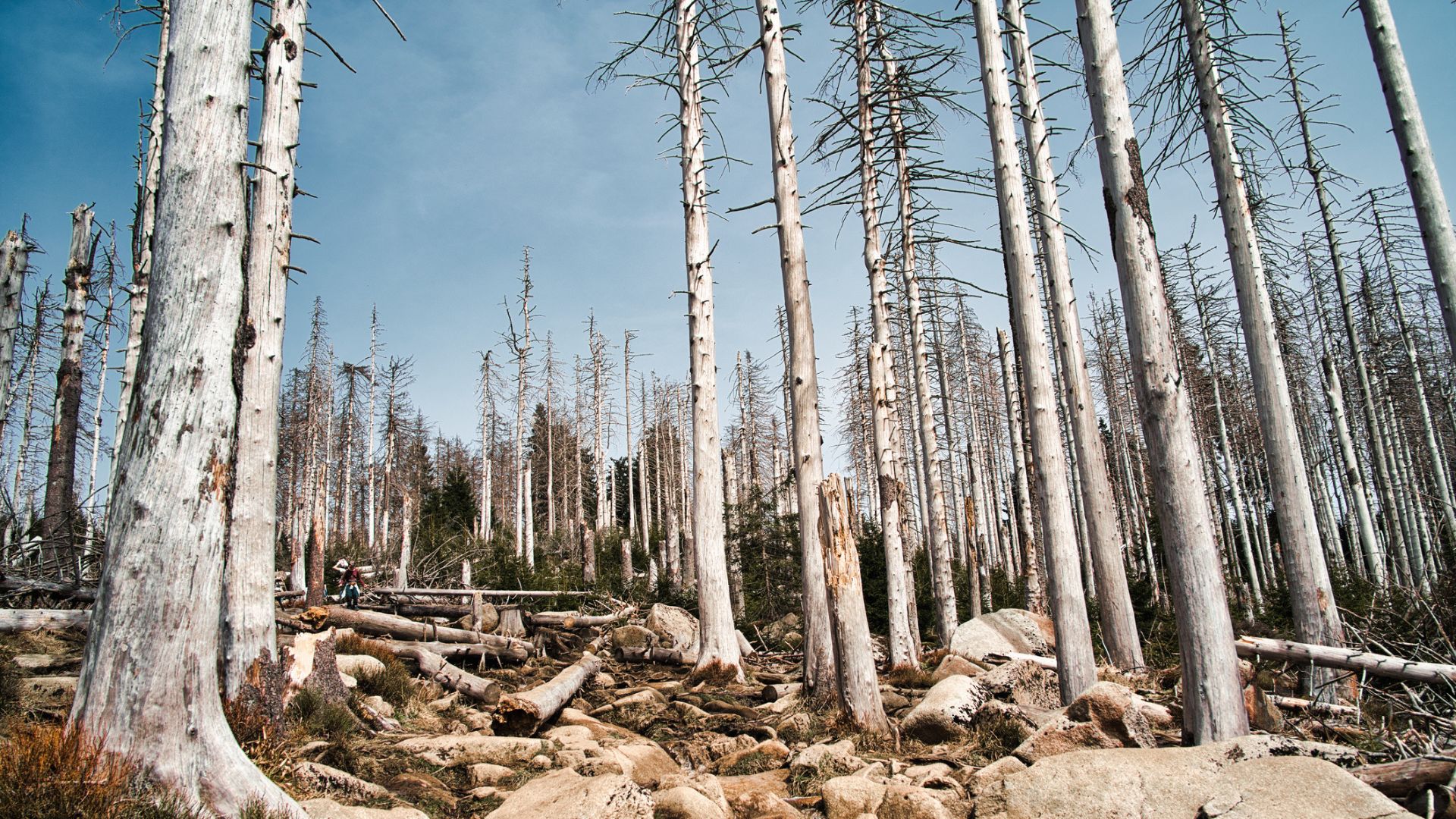 How trees adapt and surpass expectations amid climate change ...