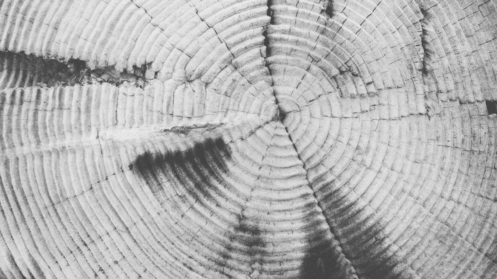 How trees adapt and surpass expectations amid climate change ...