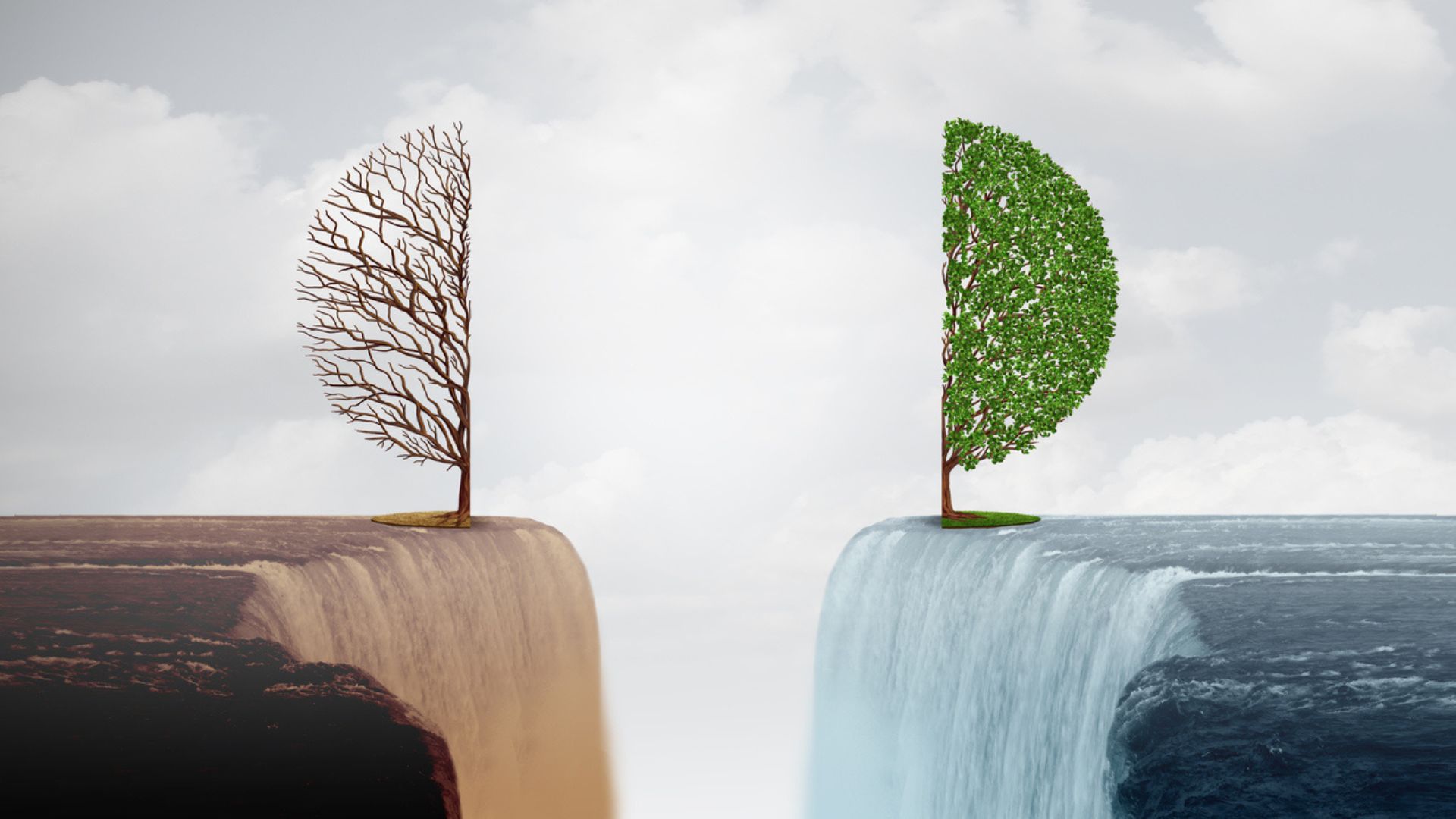 How trees adapt and surpass expectations amid climate change ...