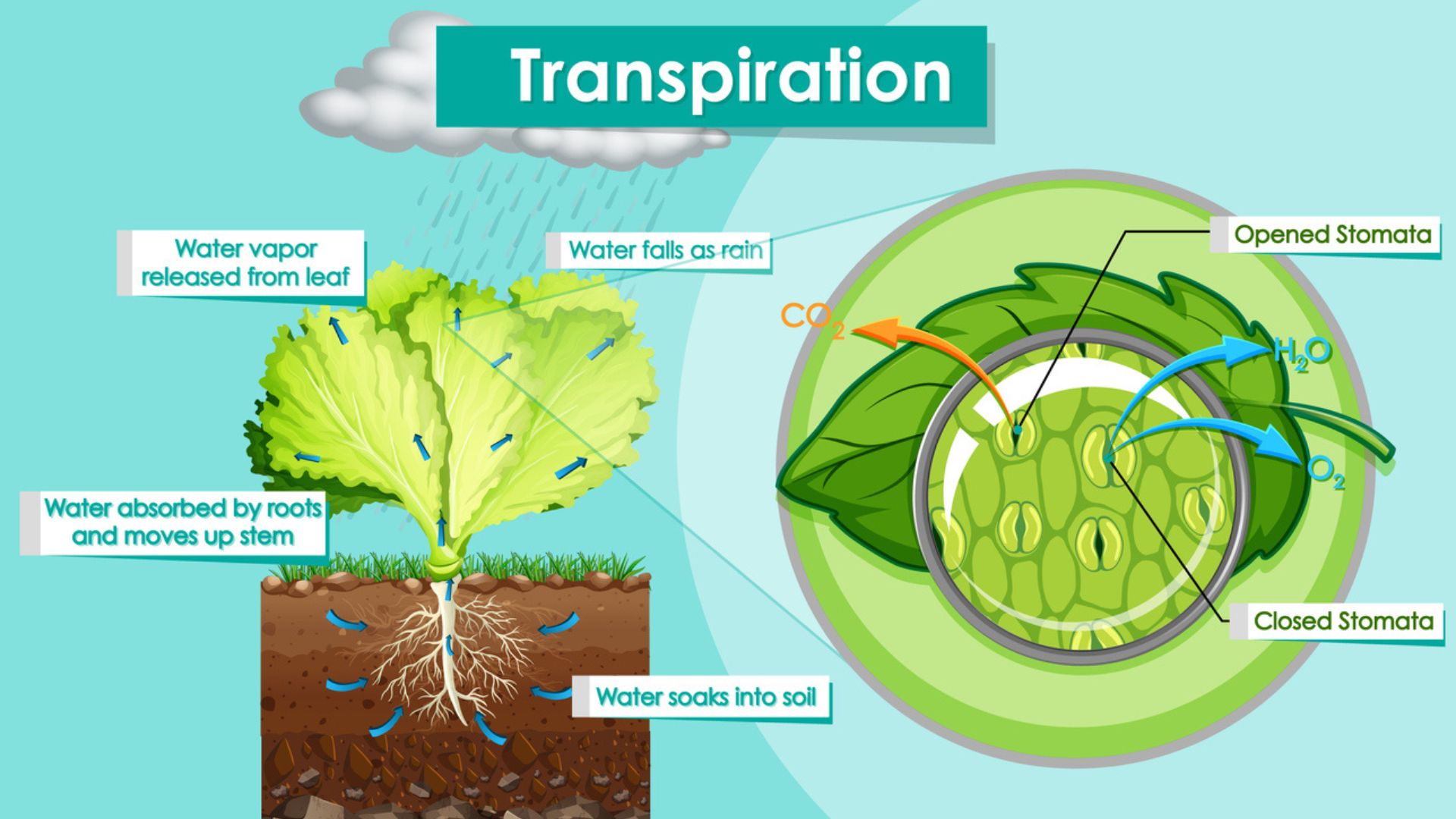 How trees adapt and surpass expectations amid climate change ...