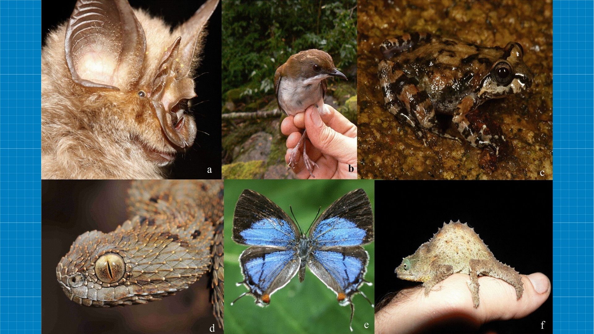 Hundreds of new species found in Africa's threatened ecoregion