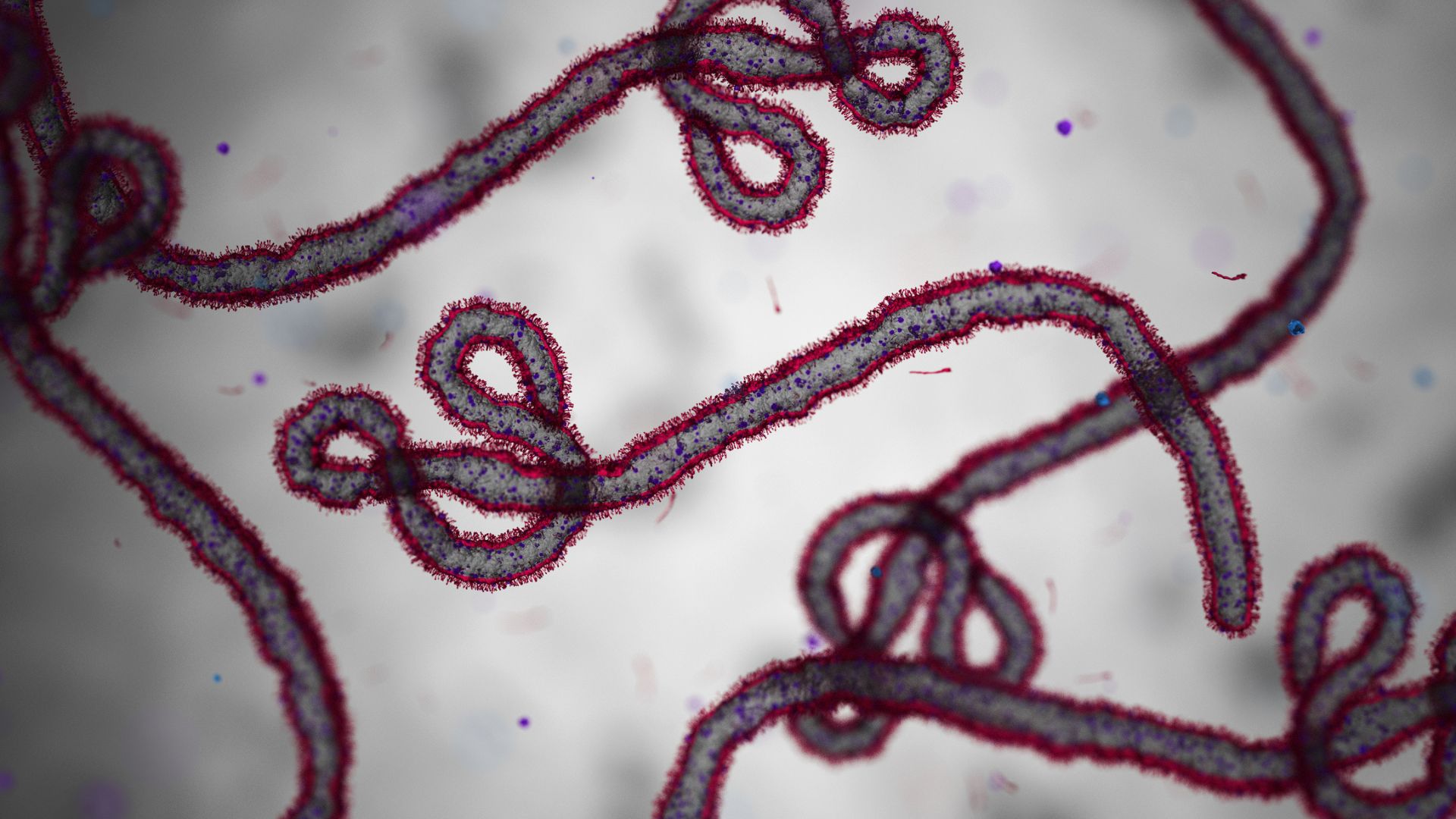 Ebola Scientists Make Headway In Understanding How It Replicates Interesting Engineering