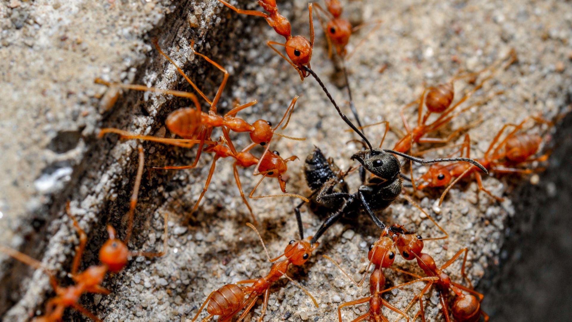 Battlefield Earth: The war tactics of ants and humans compared