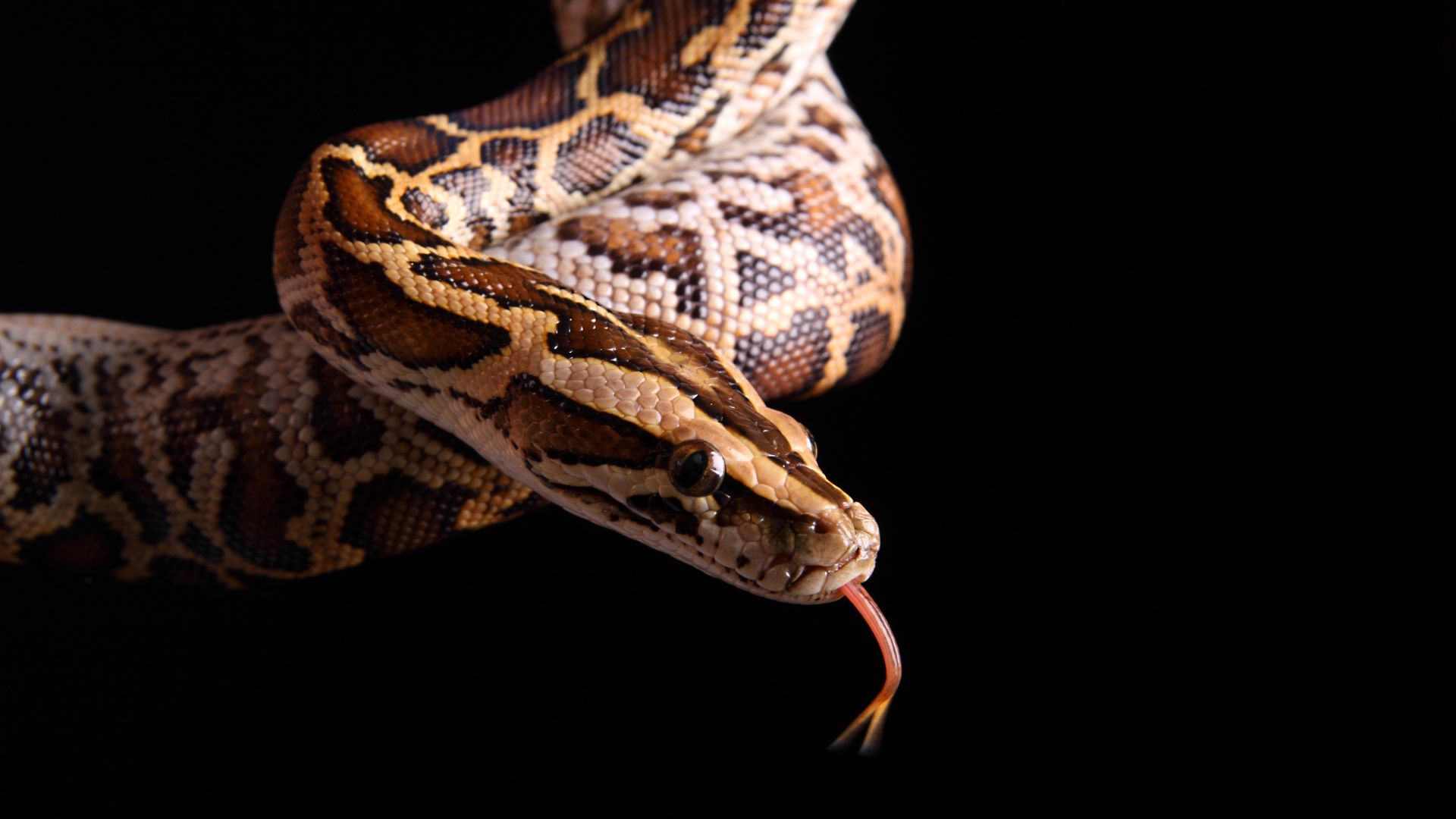 Could python meat solve world hunger? This study says maybe ...