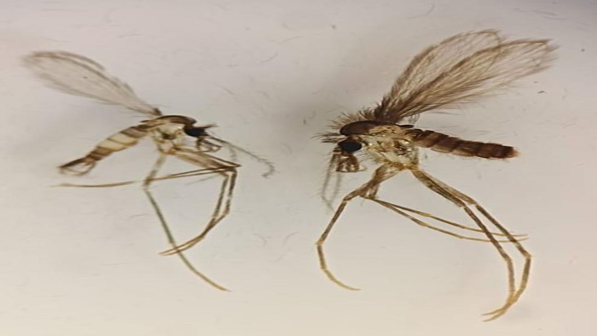 Scientists trap sandfly enzyme to prevent spread of deadly disease