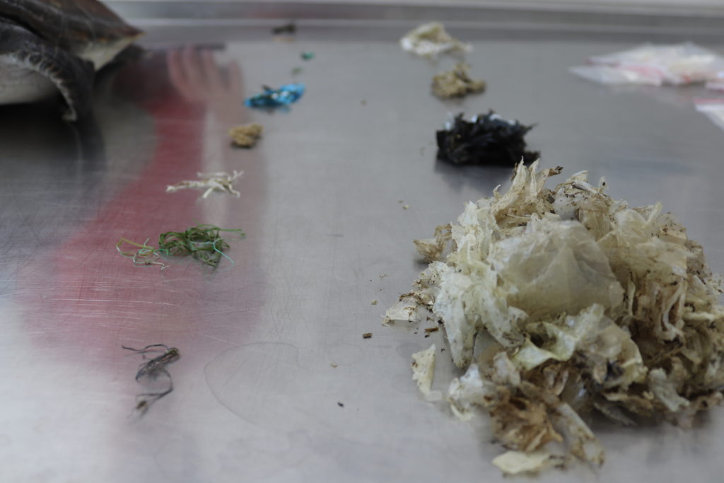 Halloween ‘witch finger’ toy, 67 pieces of plastic found inside turtle