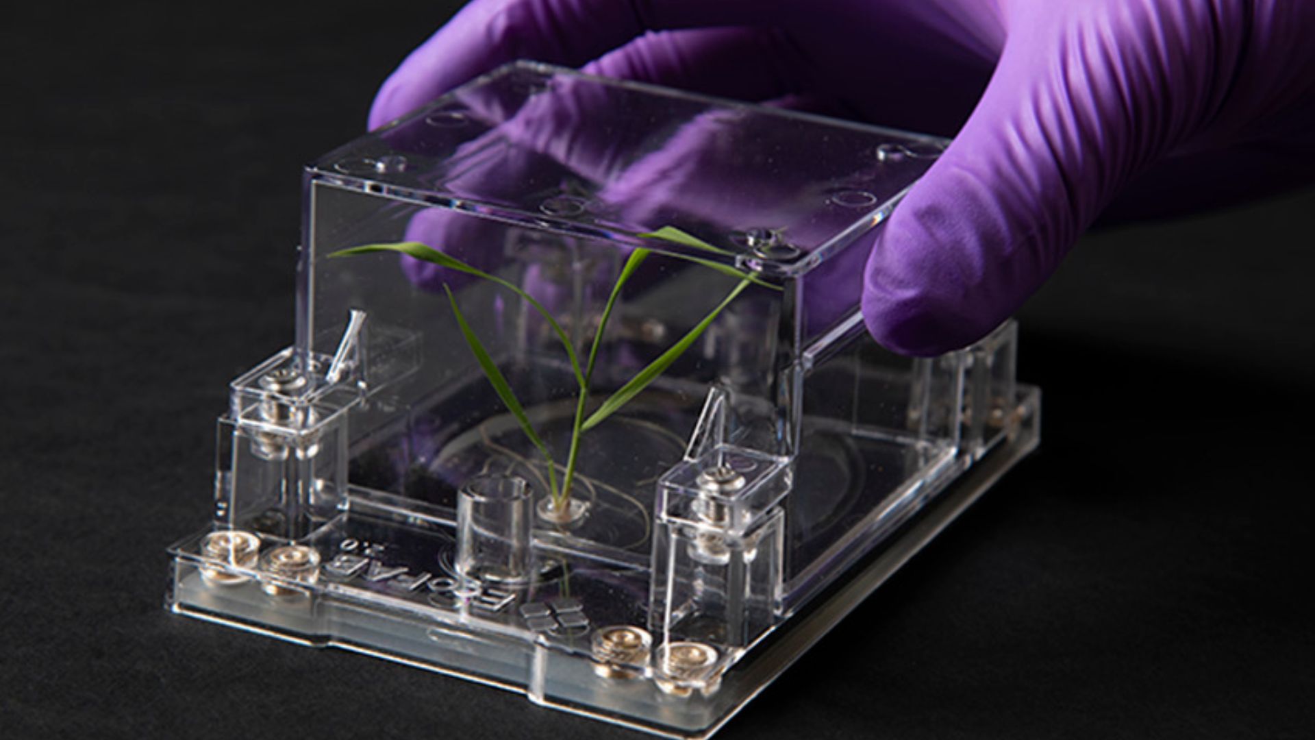 EcoFABs: Berkeley lab fabricates ecosystem to bioengineer crops better