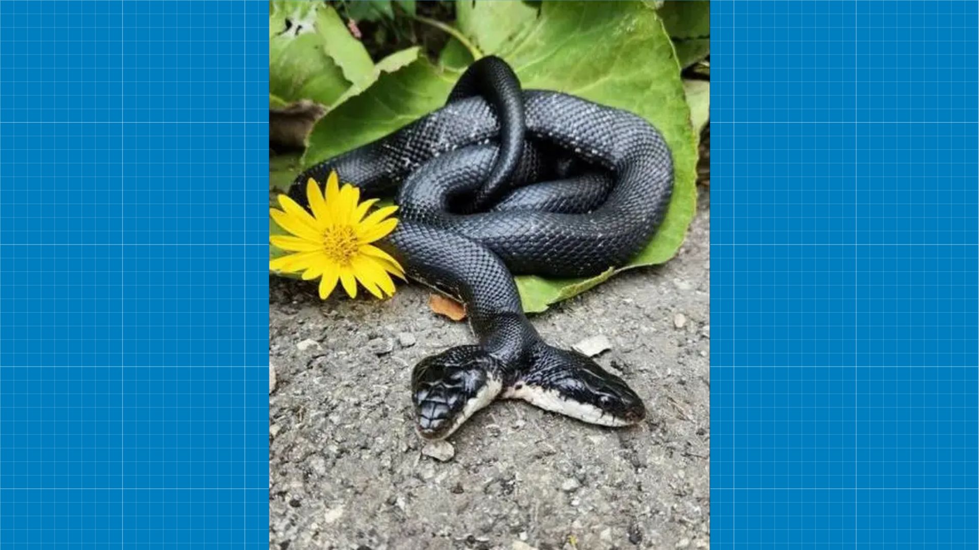 Rare two-headed rat snake Tiger-Lily undergoes ovary surgery