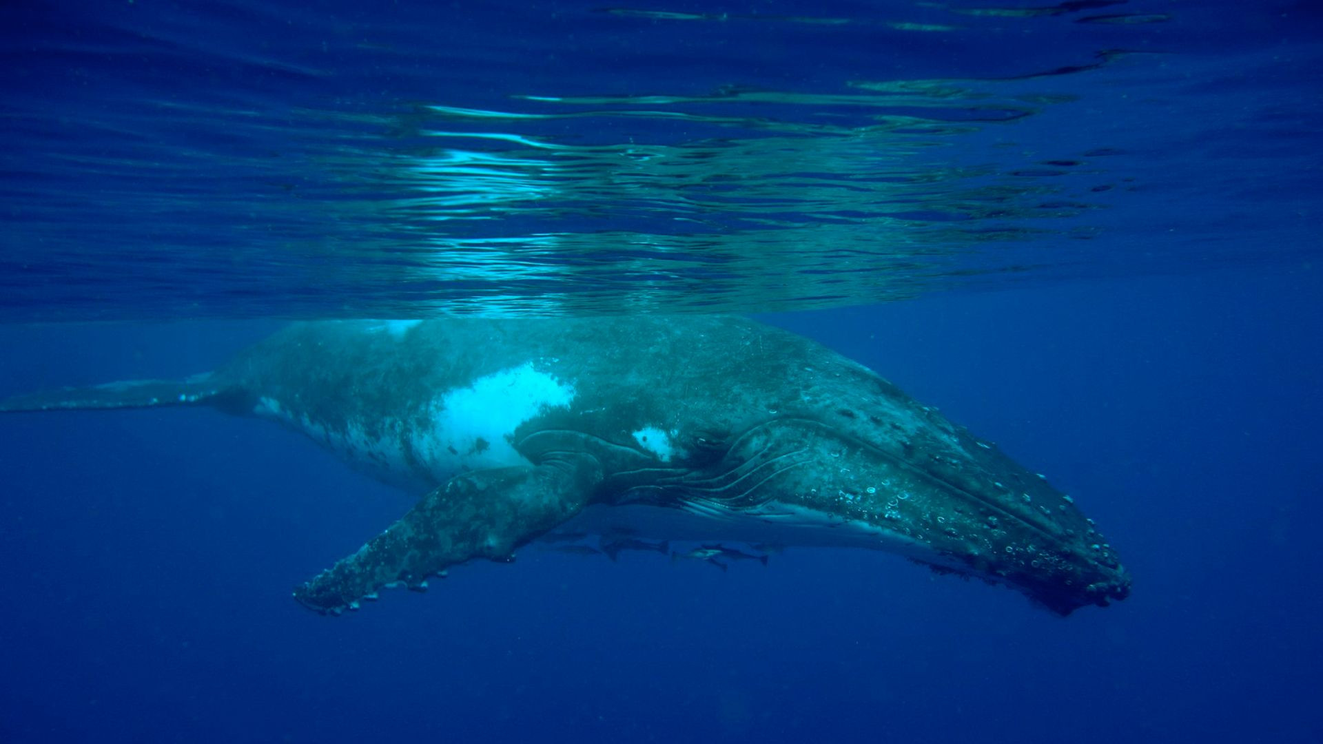 Nature's nomads: 10 of the longest animal migrations - Interesting ...