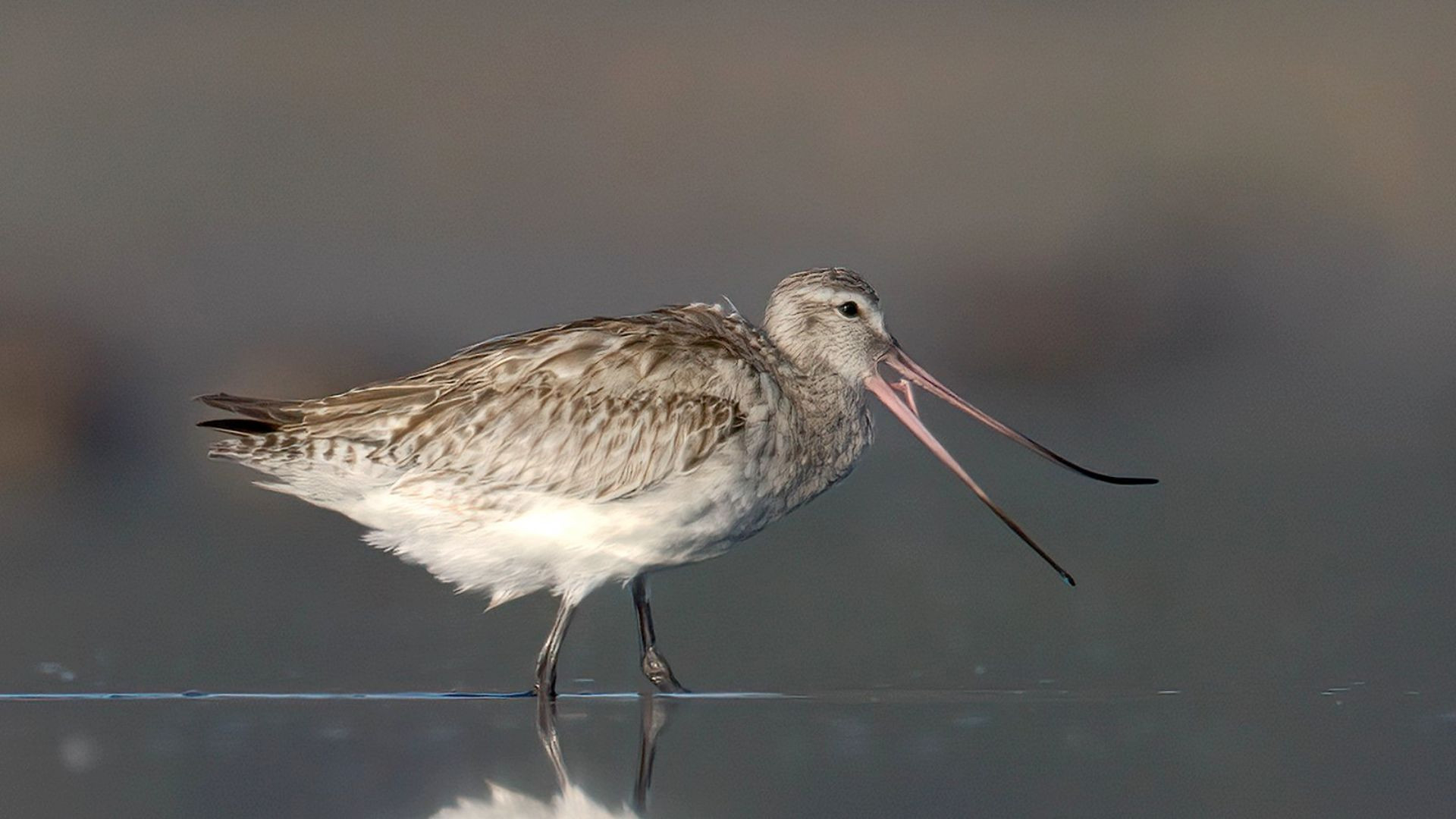 Nature's nomads: 10 of the longest animal migrations - Interesting ...