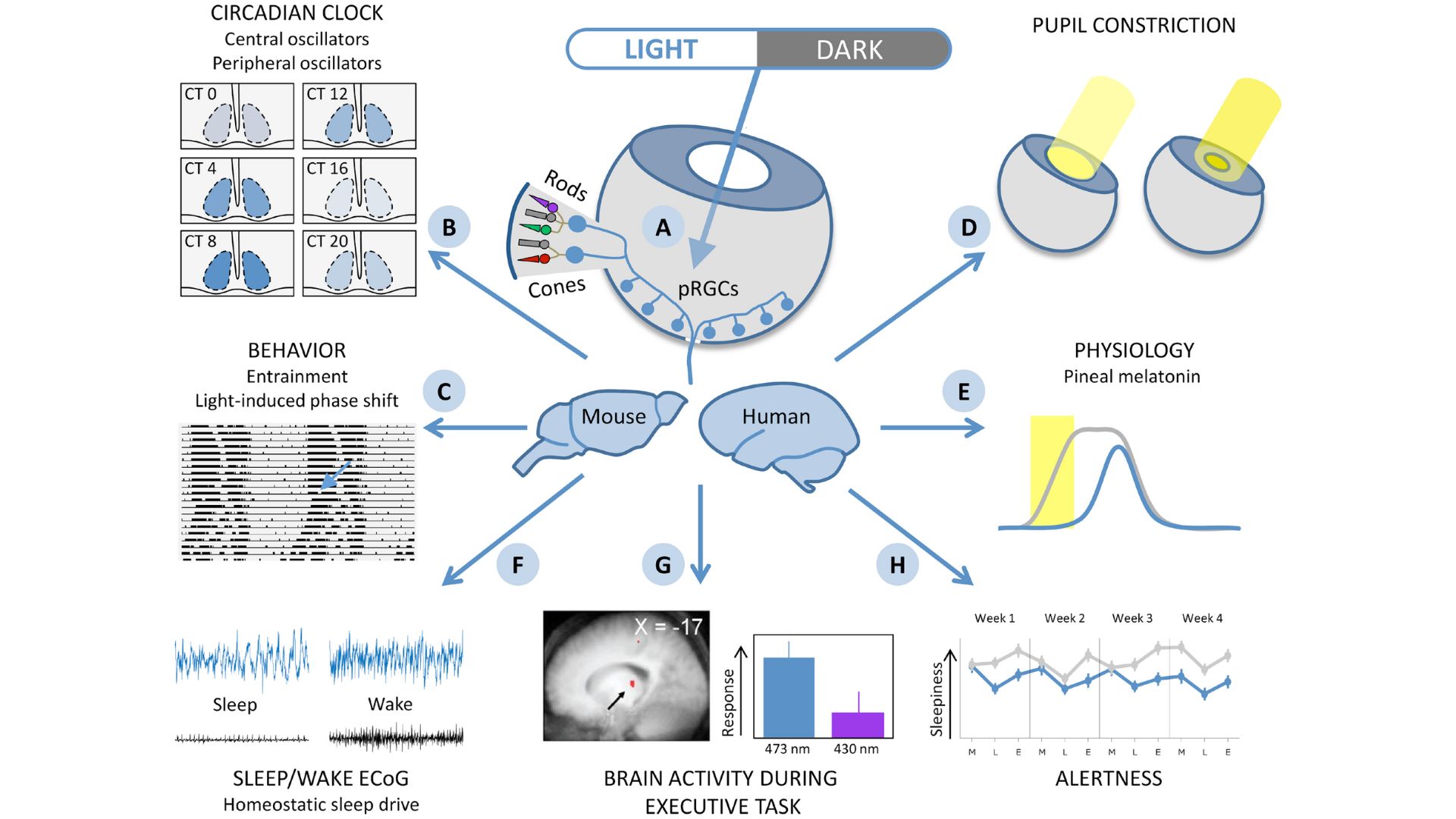 The color of sleep: Decoding the impact of light on circadian rhythm ...