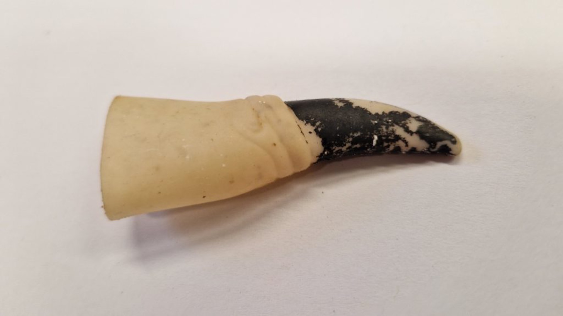 Halloween ‘witch finger’ toy, 67 pieces of plastic found inside turtle