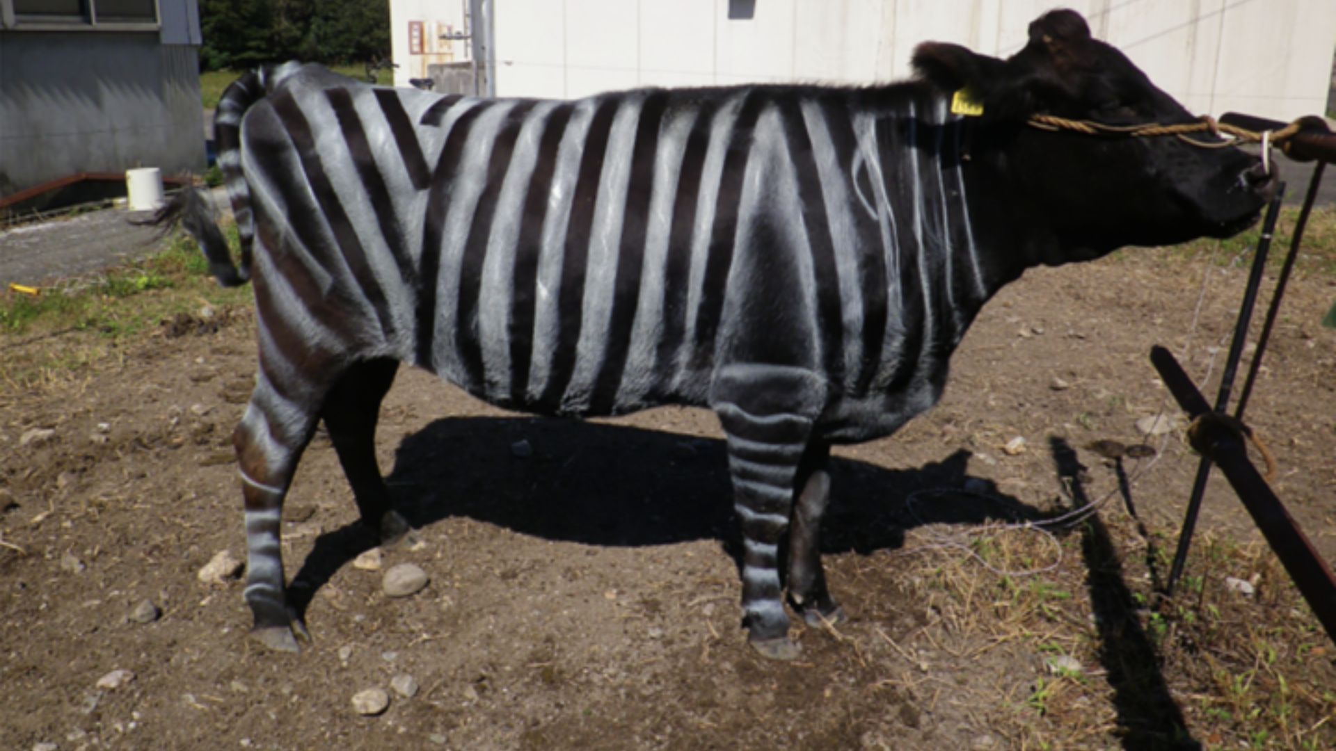 Japan disguises cows like zebras to fight flying bloodsuckers ...