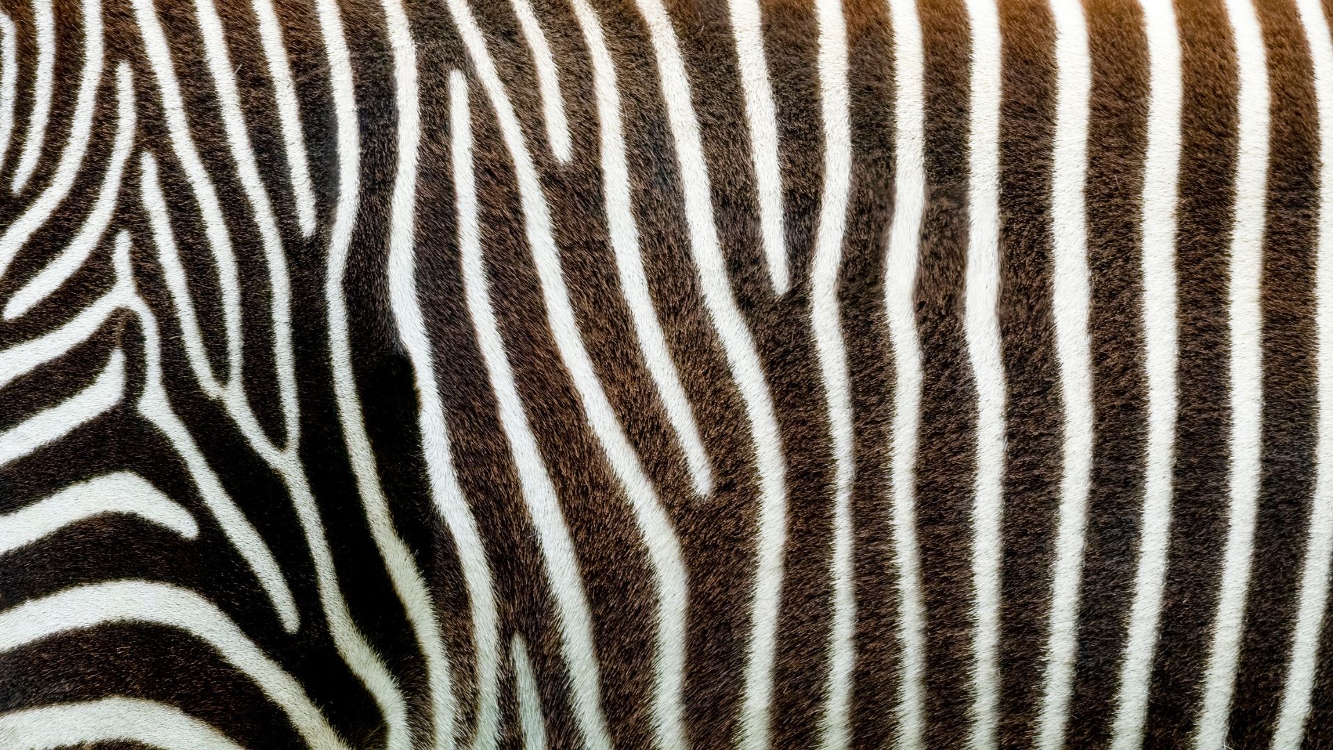 Japan disguises cows like zebras to fight flying bloodsuckers - Interesting Engineering