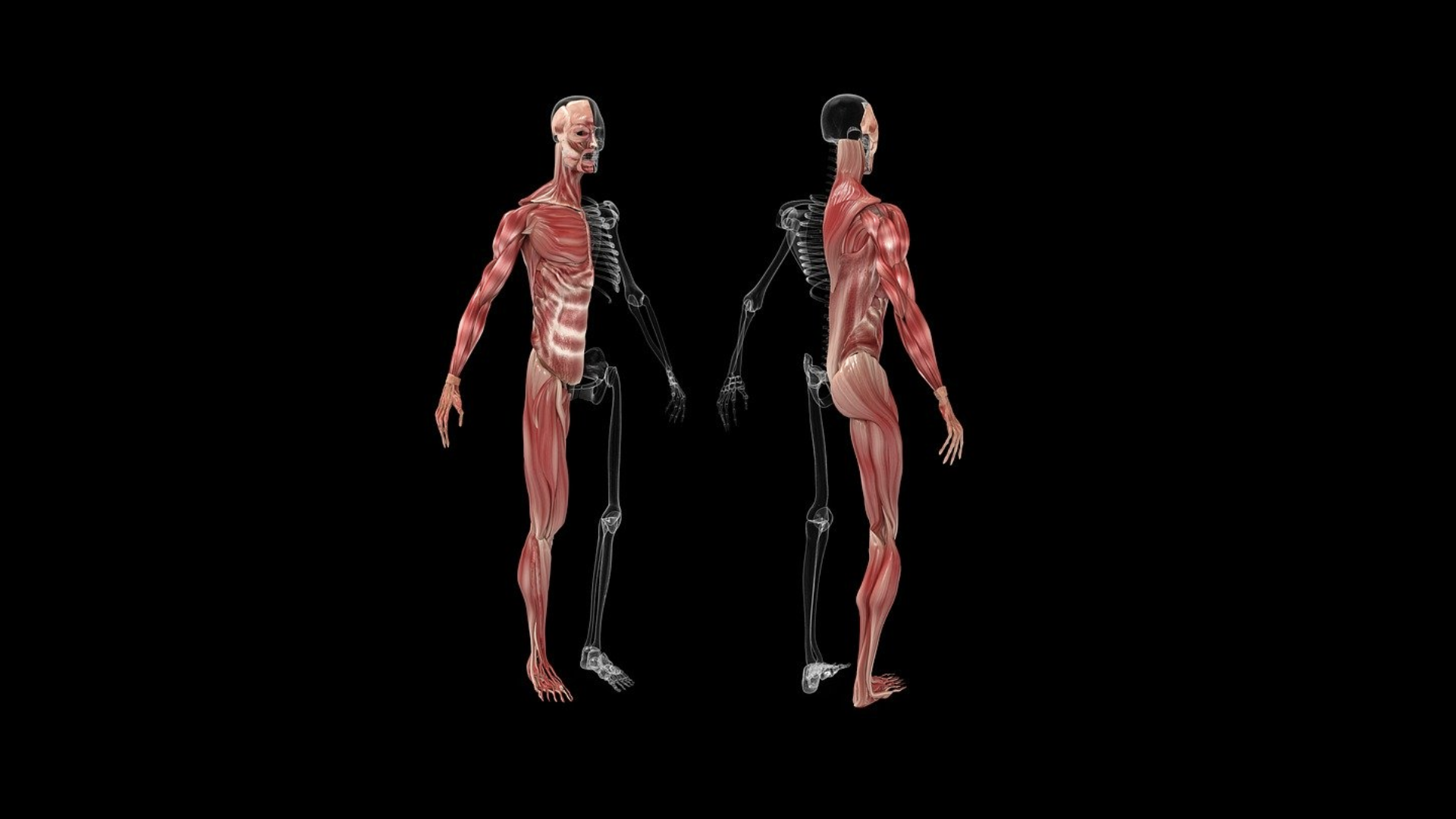 Our body doesn't want to get old, shows first human muscle map