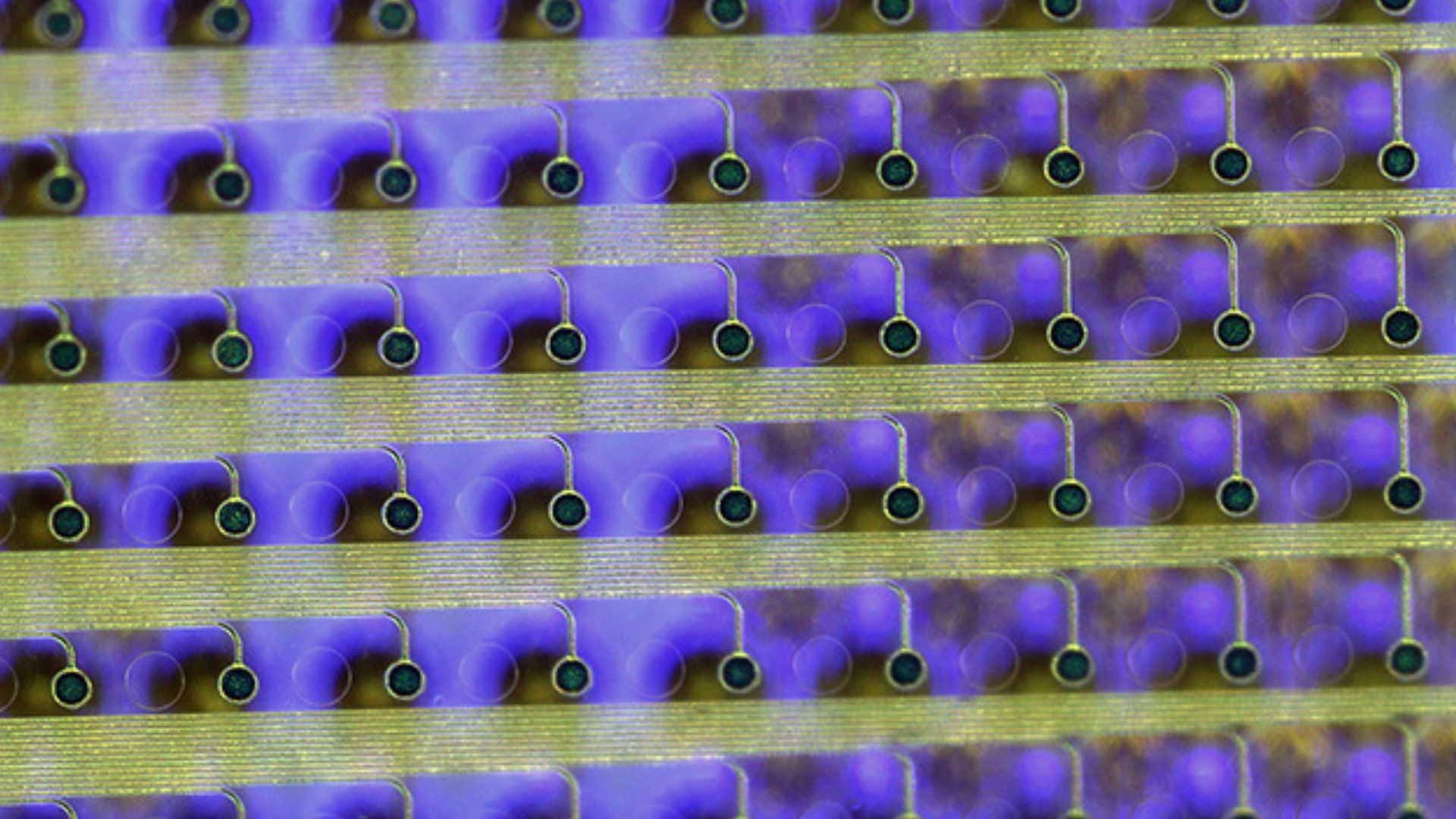 Brain lights up: 'Brain microdisplay' makes tumor removal safer