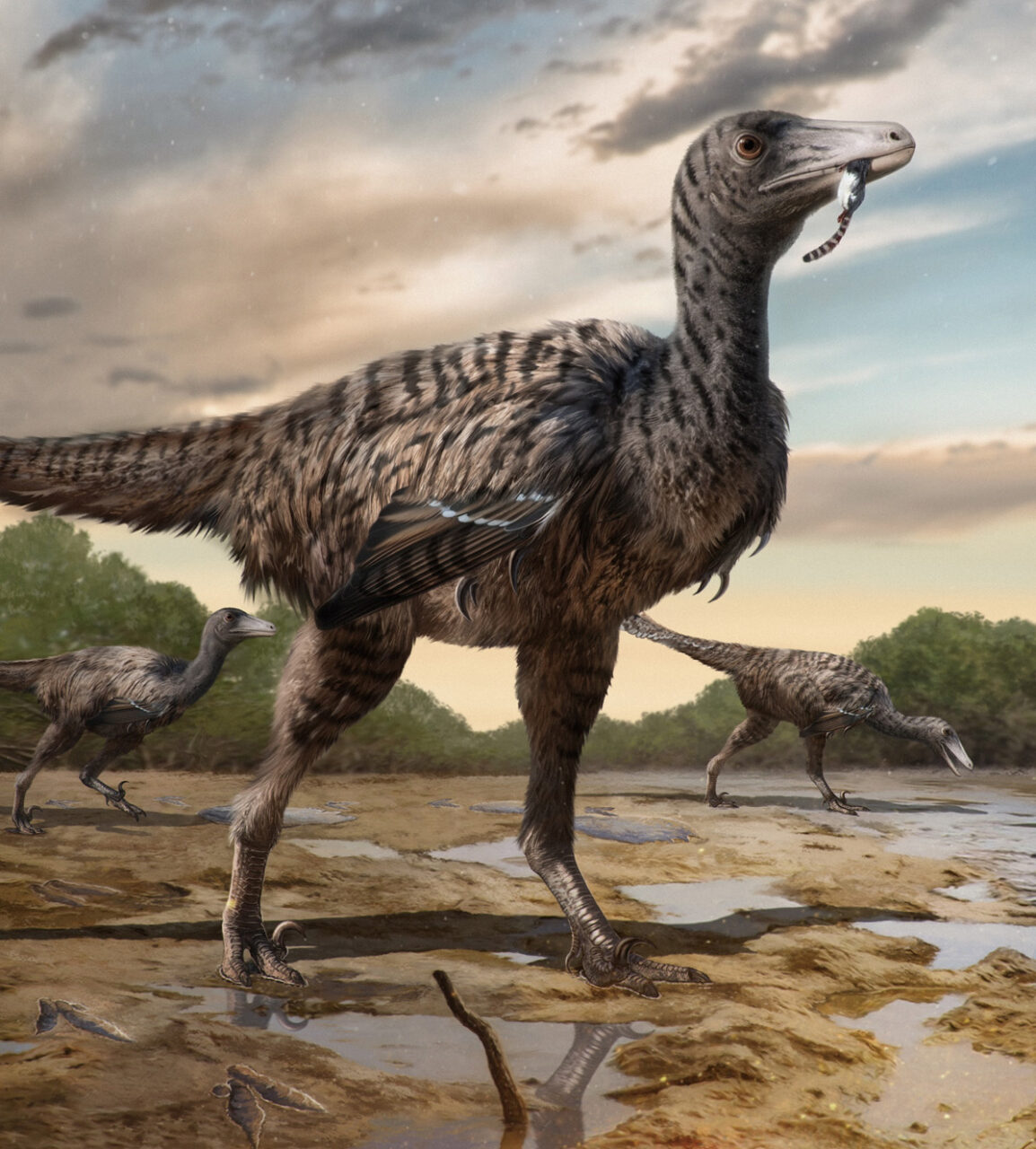 Massive dinosaur tracks indicate existence of largest-ever raptor