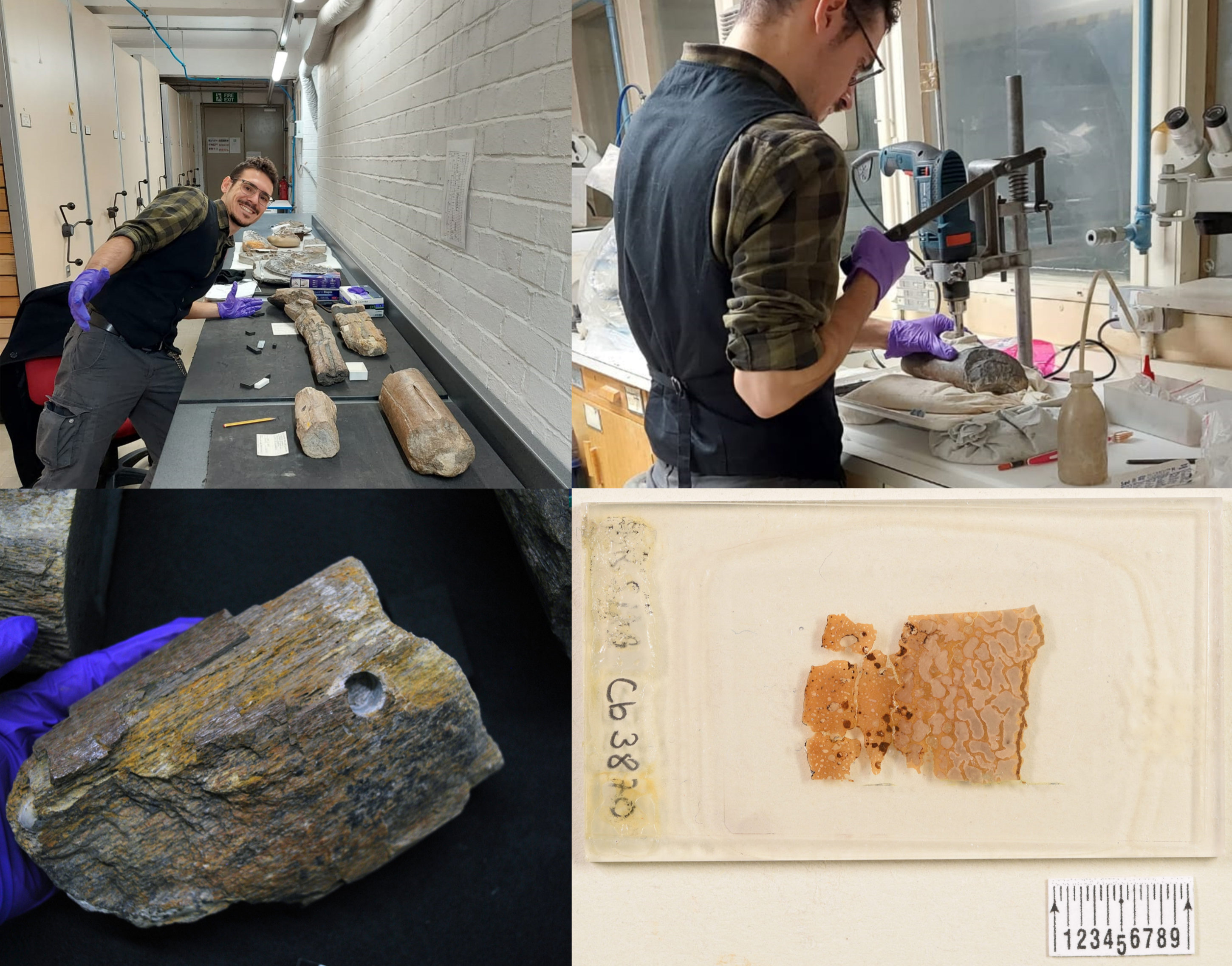 Researchers solve 150-year-old fossil mystery of giant sea monster ...