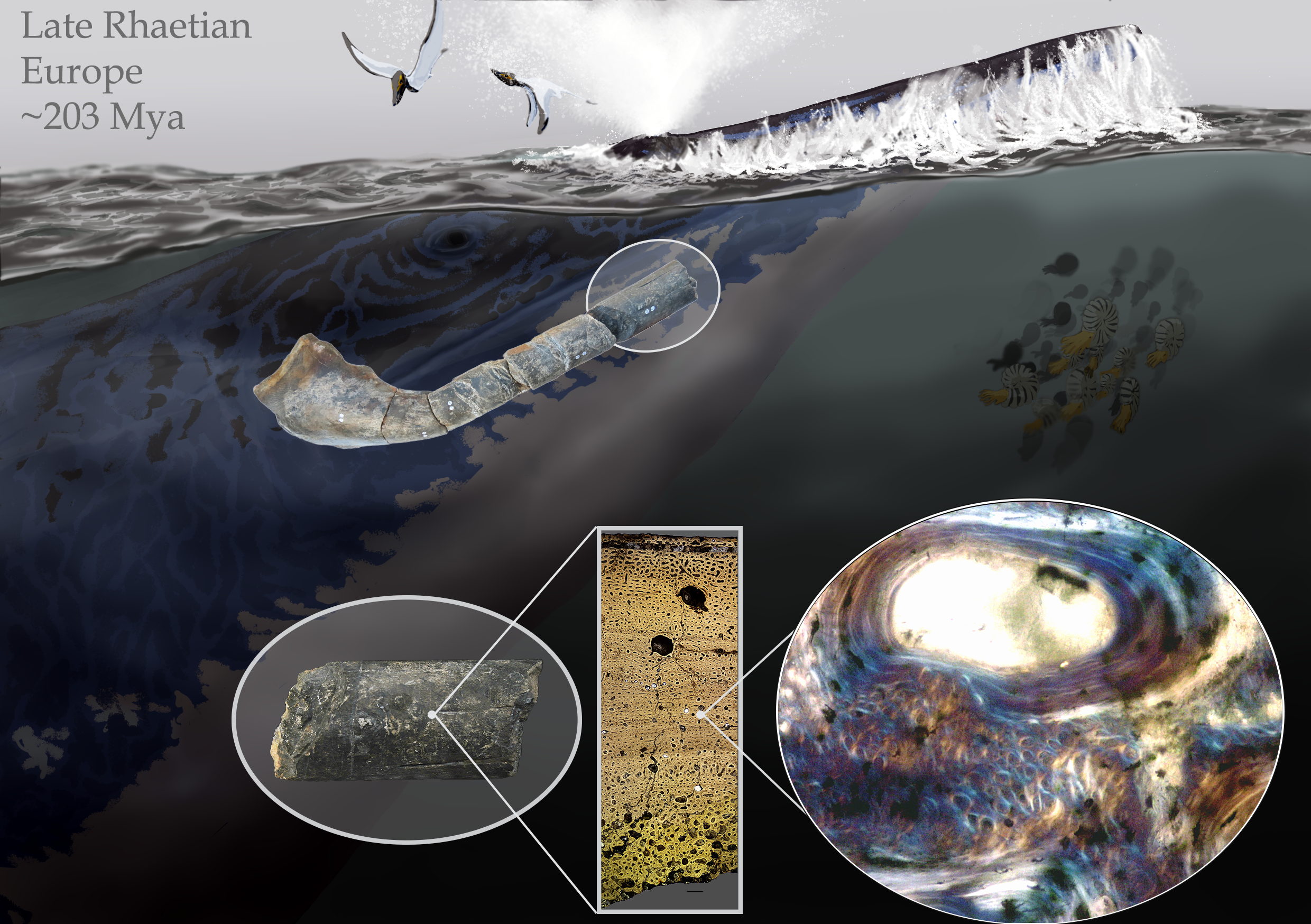 Researchers solve 150-year-old fossil mystery of giant sea monster ...