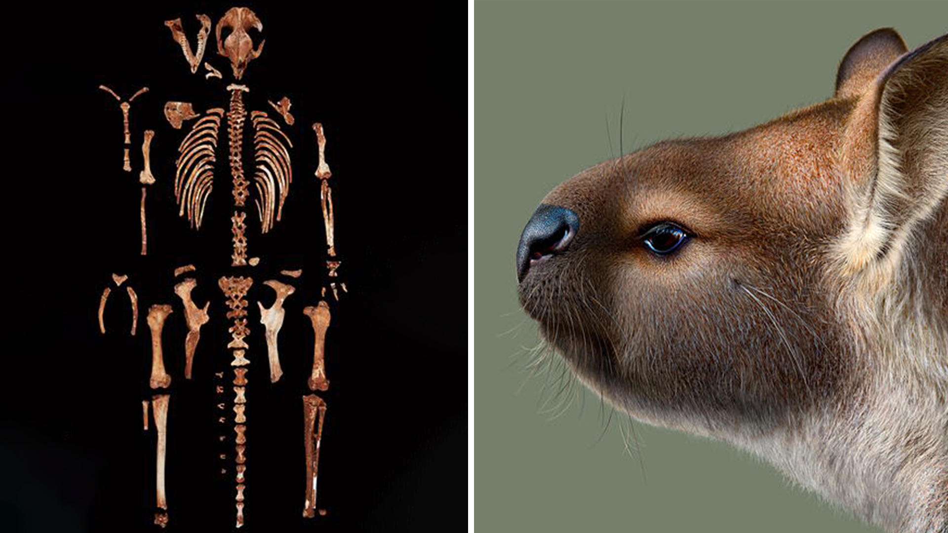 Almost-intact fossil of kangaroo extinct for 46,000 years discovered