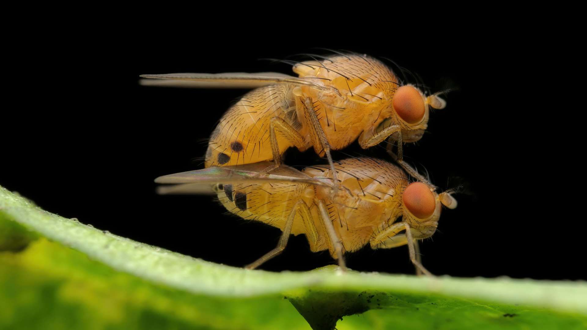 Feeling the heat: Elevated ozone damages sex pheromones in flies