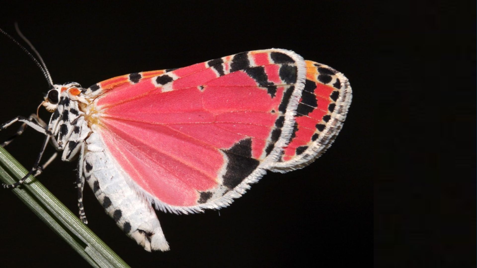 Toxic love: Bella moths use poison to attract mates, reveal scientists