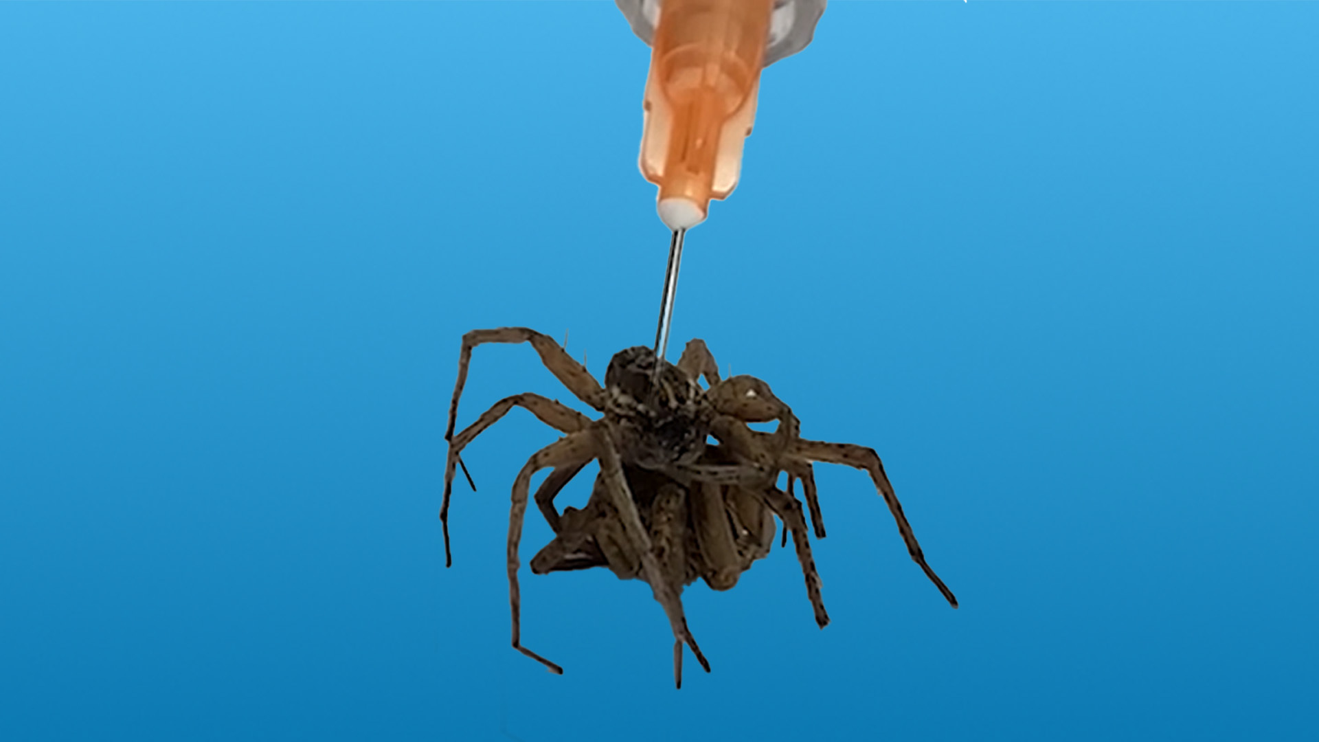 Dead spiders used as efficient micro-grabbers