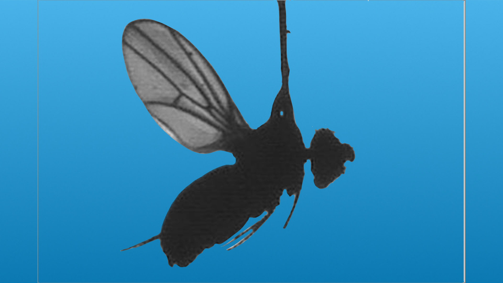 Caltech scientists work out the fly's flight mechanics
