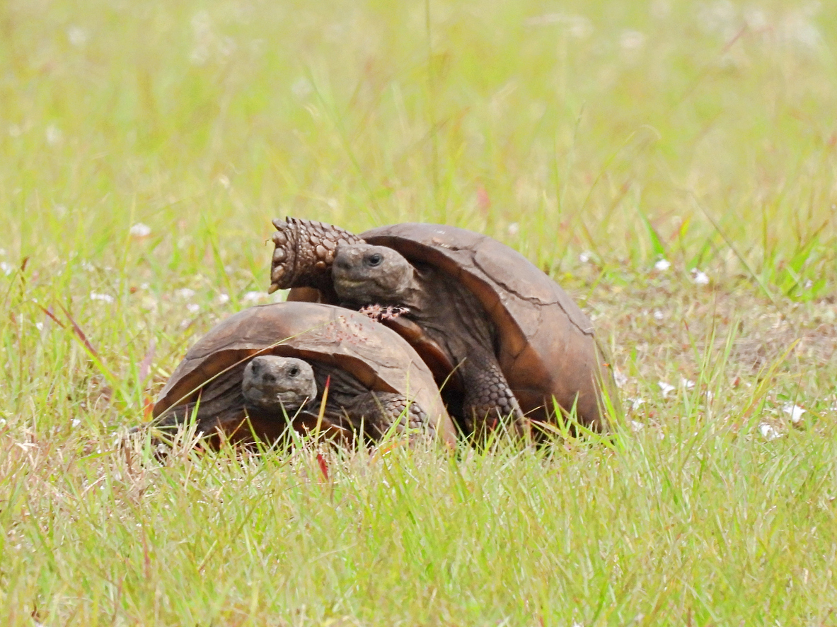 Total solar eclipse: A window into Sun’s hot secrets and turtle sex