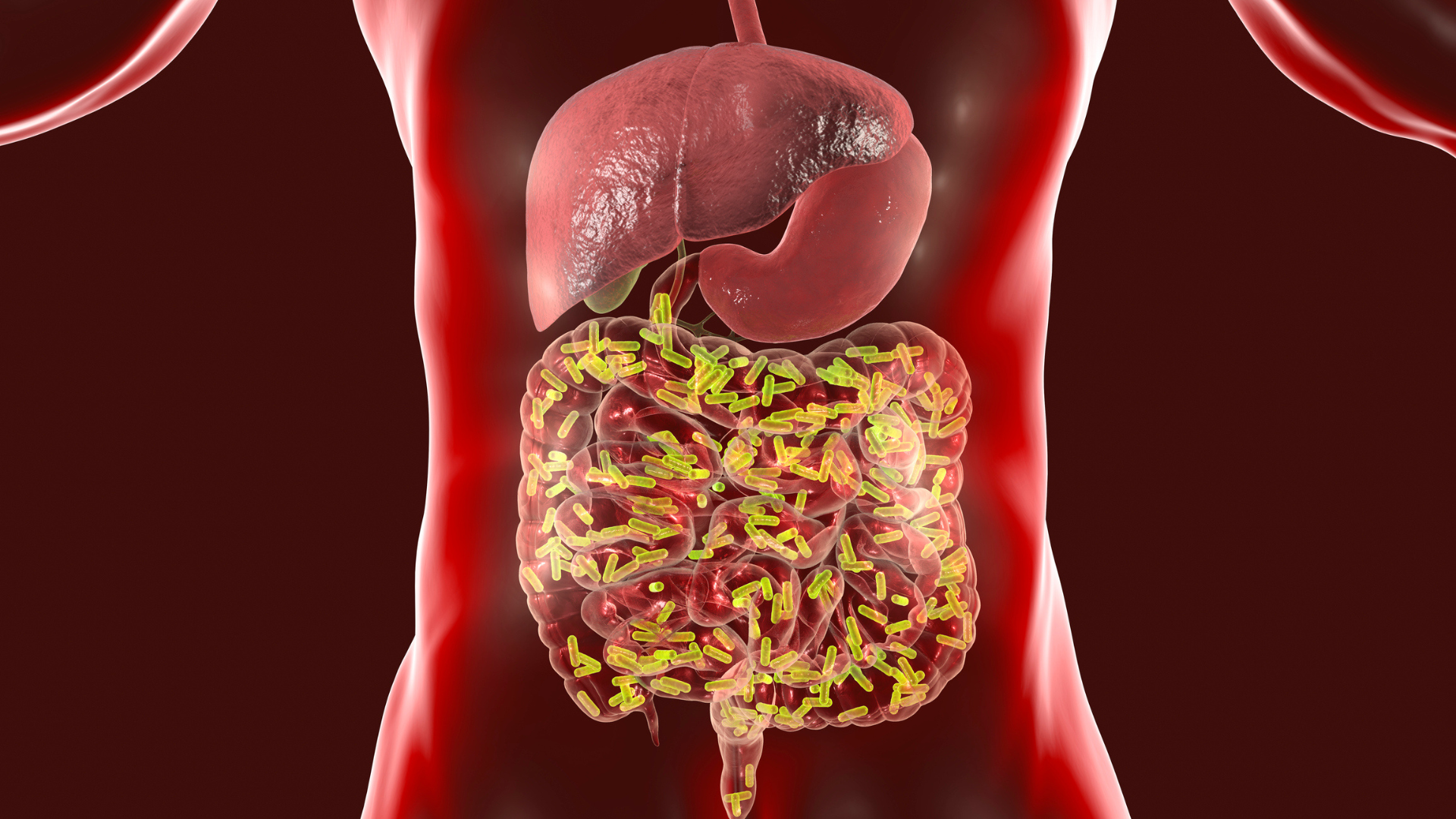 Our social decision-making could be influenced by gut microbiota