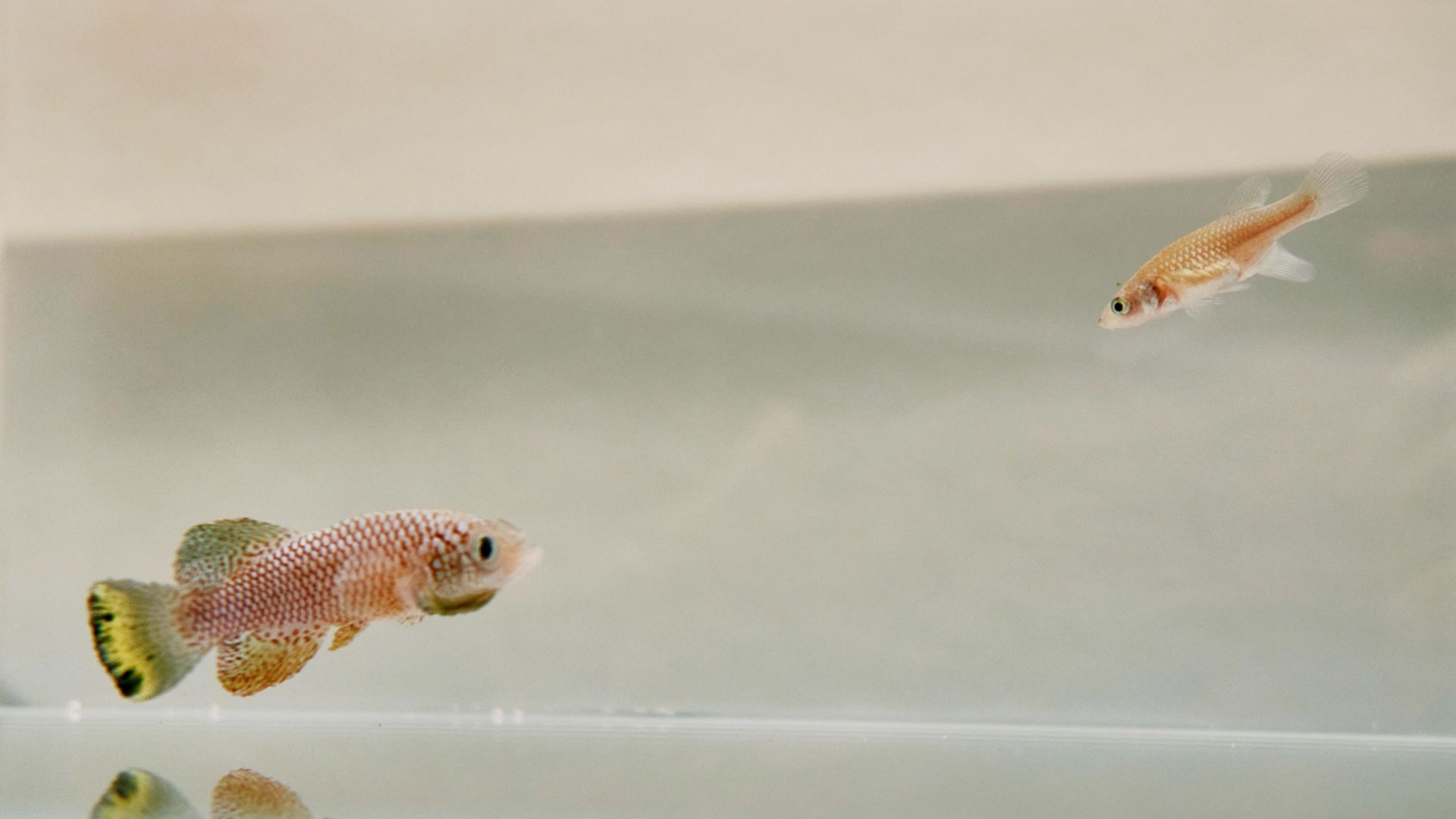 Scientists unravel diapause's evolution in African turquoise killifish