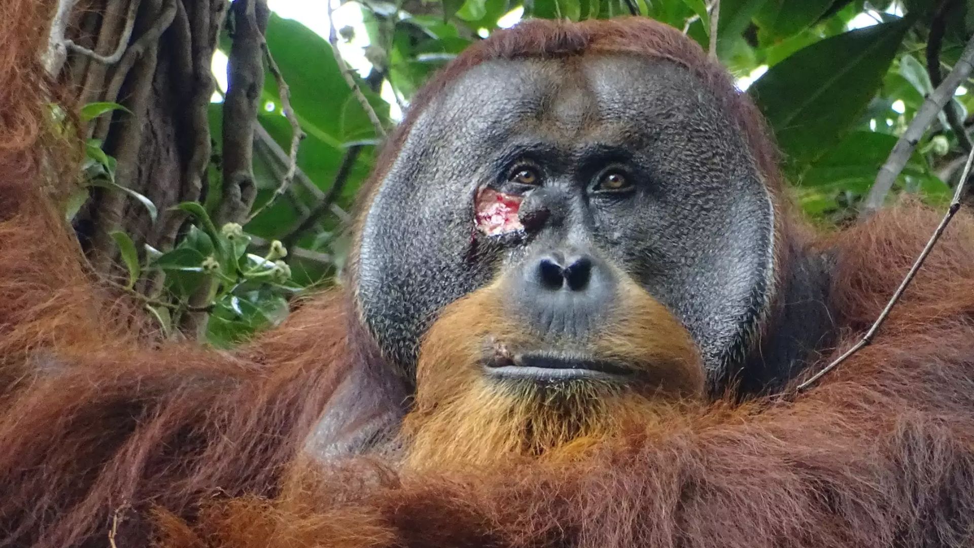 First ever discovery of orangutan treating wound with medicinal plant