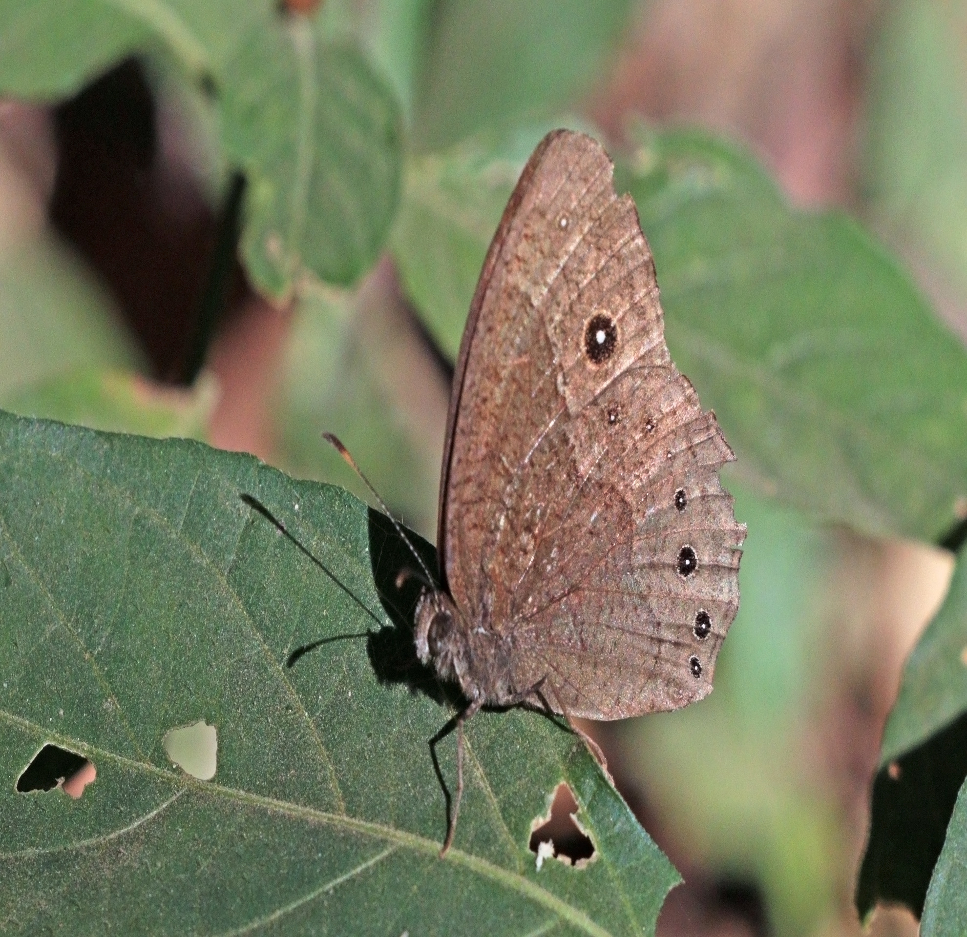 Genetic mechanism that determines sex in butterflies determined