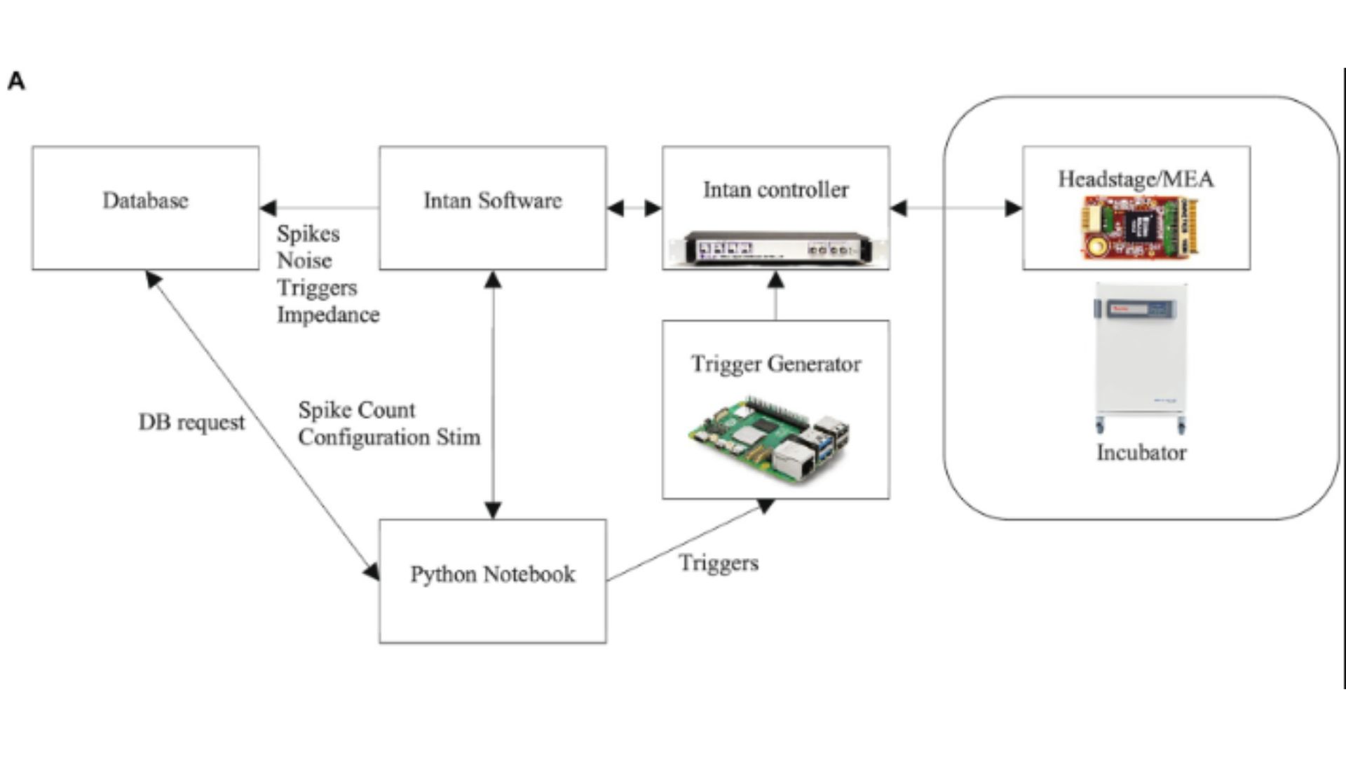 16 lab-grown brains run world’s first 'living computer' in Switzerland