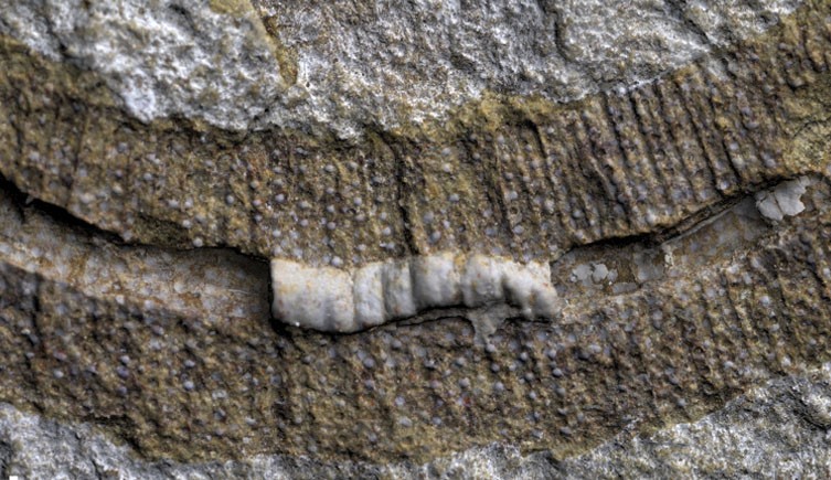 425-million-year-old sea worm shoved its throat out to hunt prey