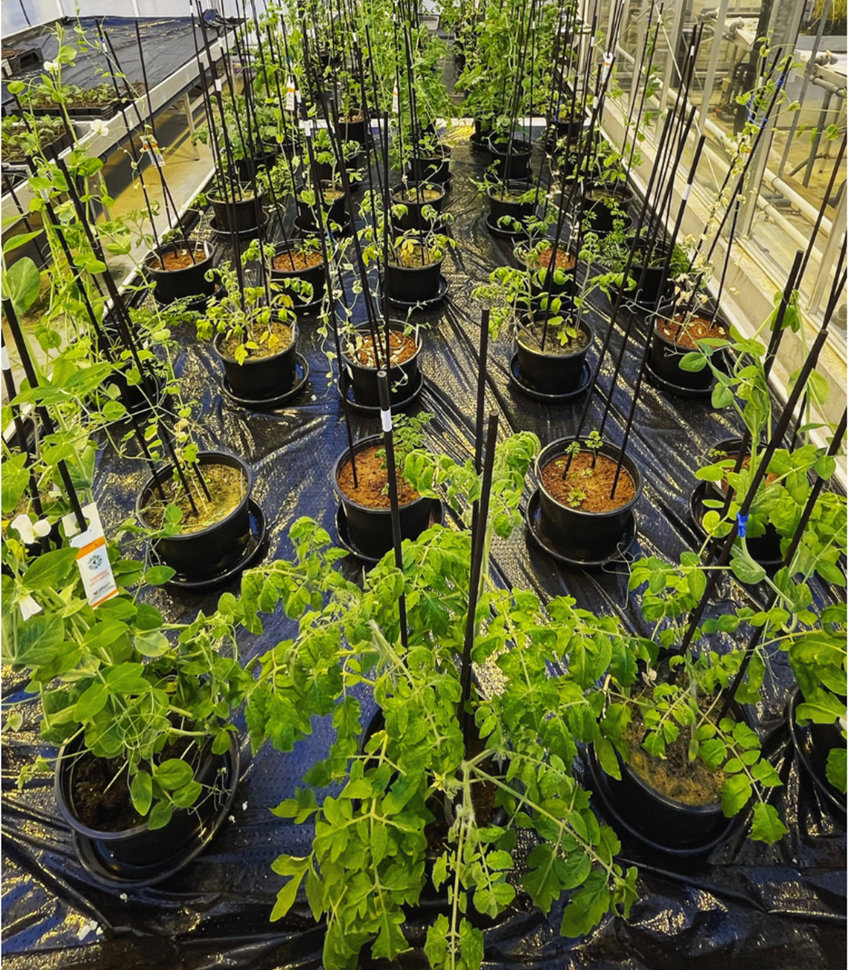 This ancient agriculture practice may help us grow crops on Mars