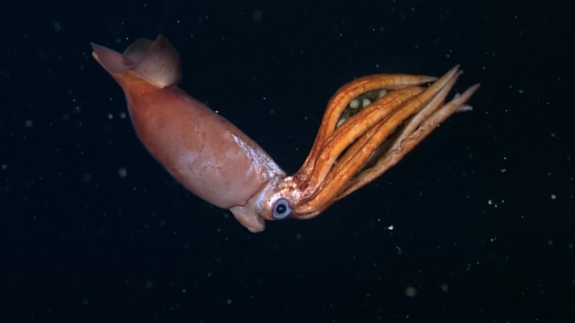 Photos: Robot captures mysterious deep sea squid with huge eggs