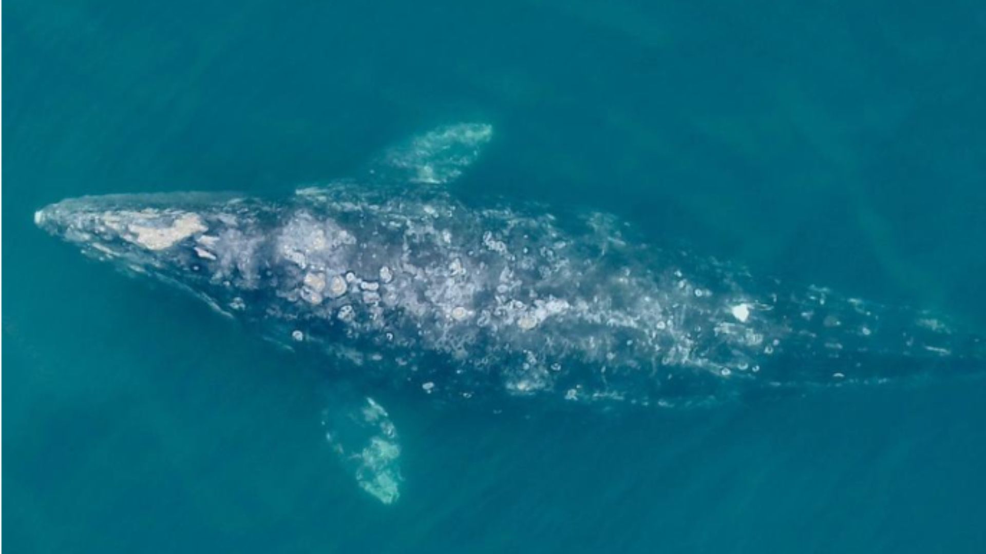 Pacific gray whales have shrunk by 13% in last 2-3 decades: Study