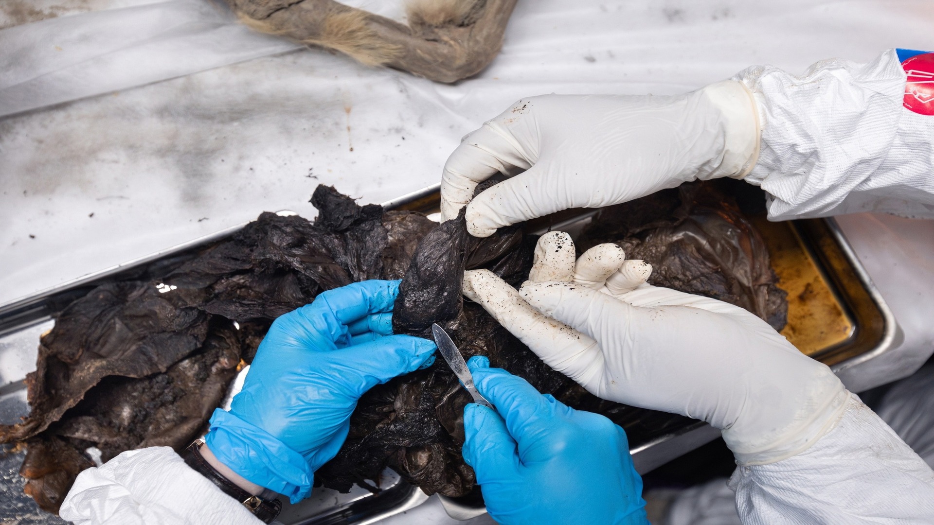 44,000-year-old wolf with intact fur, organs found in world's first