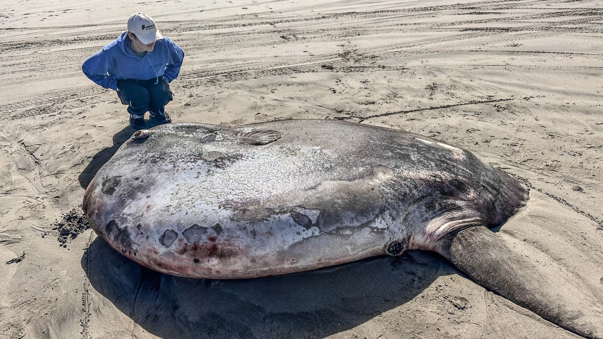 Largest, rare 7-foot sunfish in Oregon intrigues marine biologists