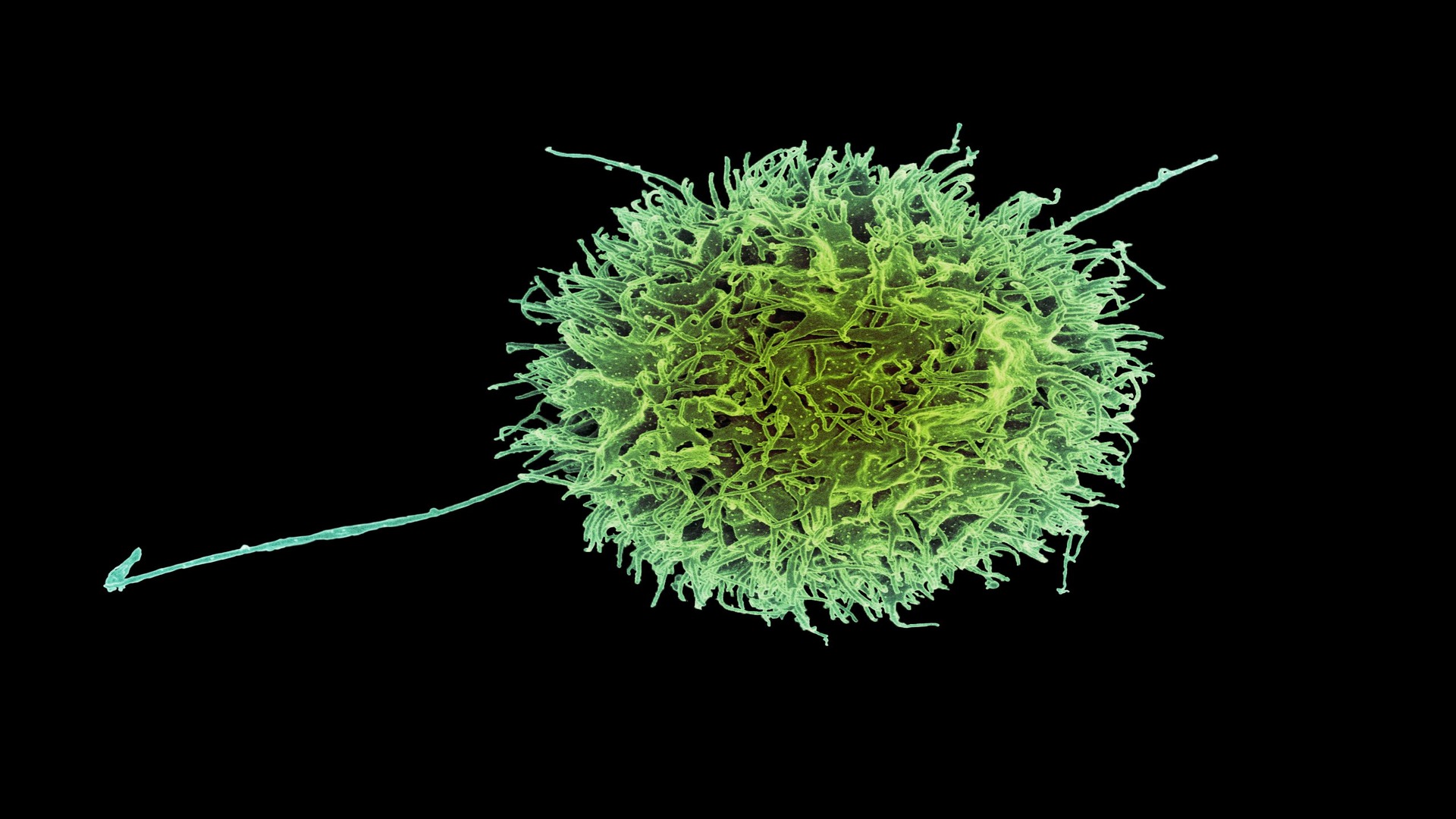 New study reveals how cells form 'moving trains' to heal your body