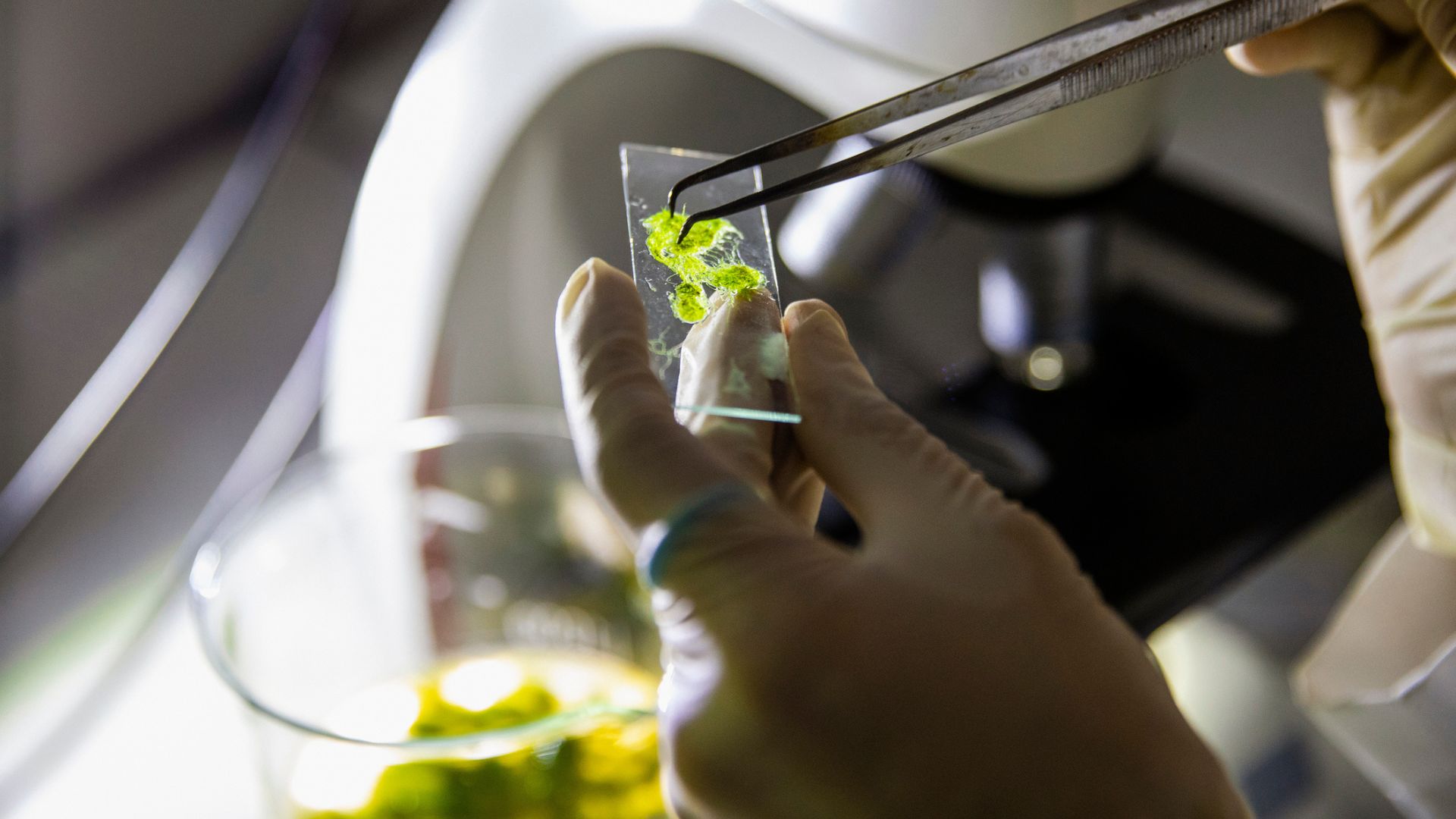 Algae-fueled power cells offer a carbon negative energy source