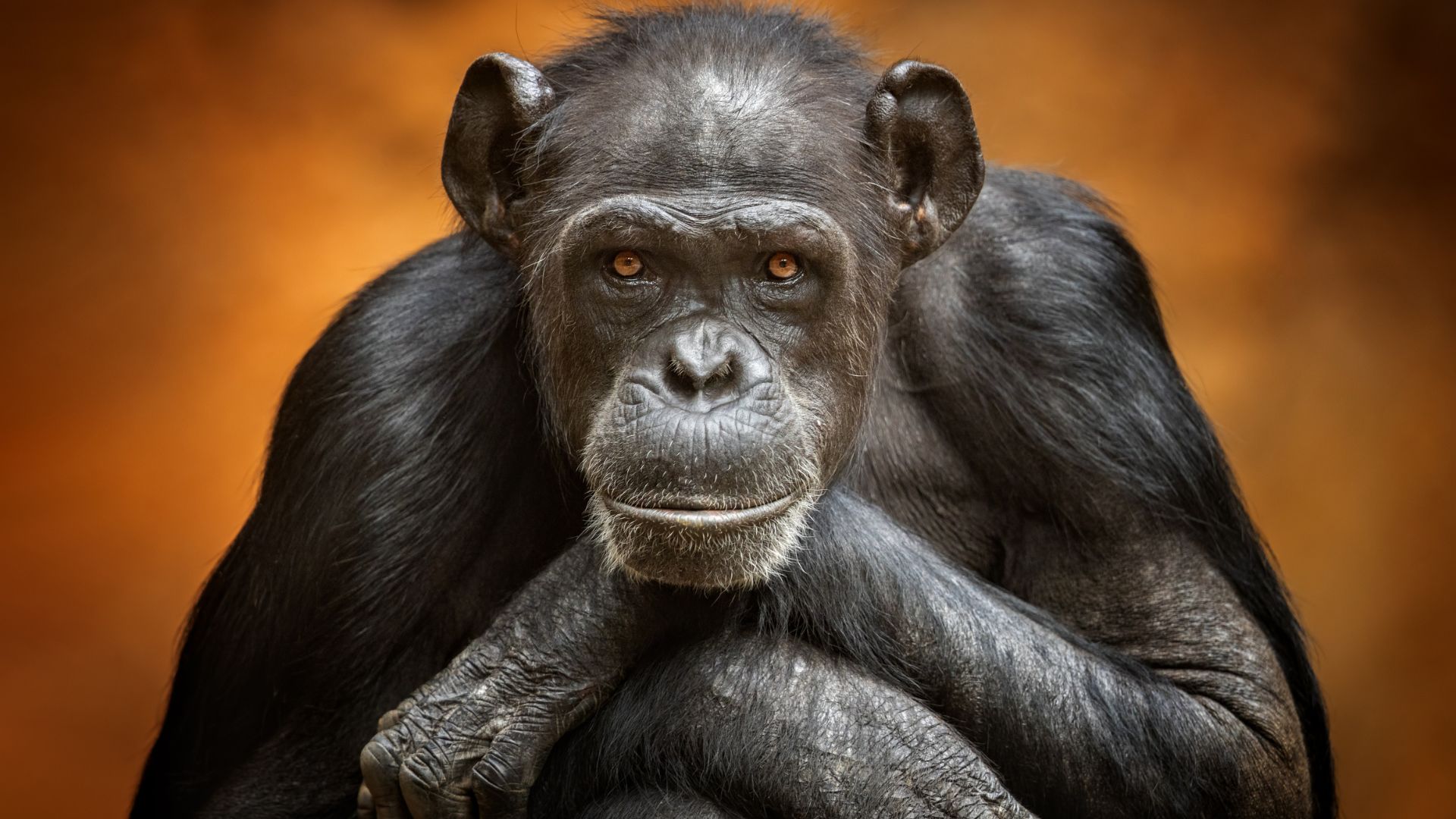 22-pound small great ape species discovered, Germany debugs old notion