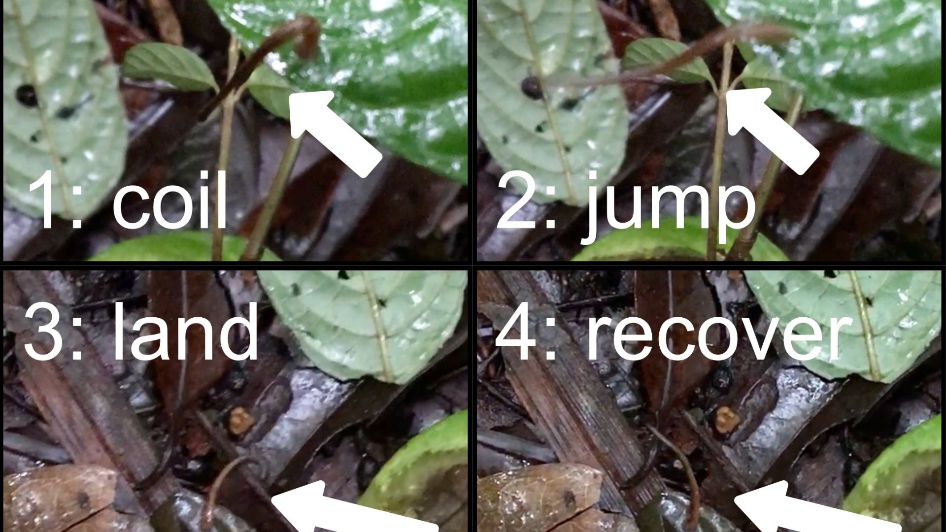 100-year-old mystery solved as first jumping leech found in Madagascar